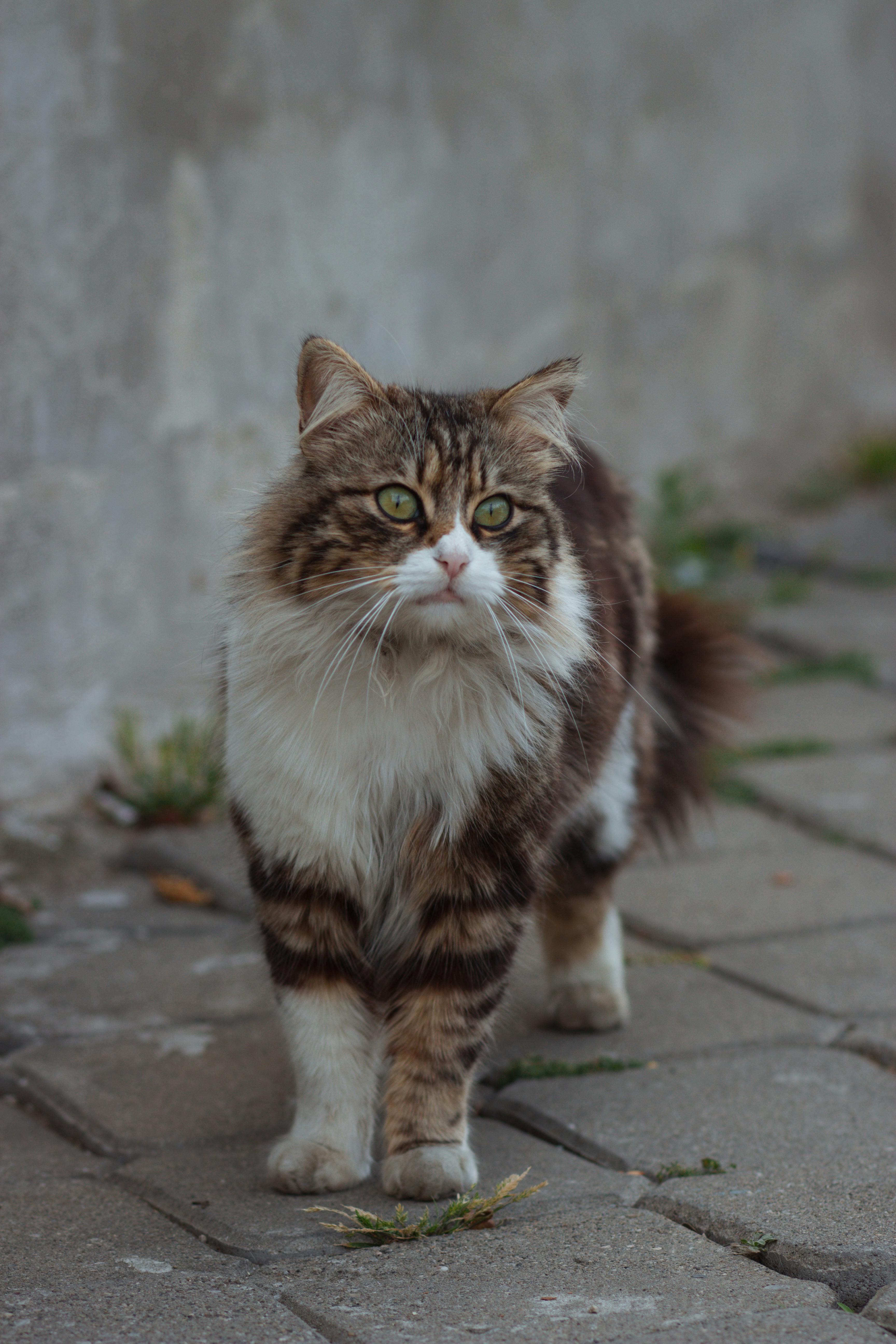 Fluffy Cat Strolling Outdoors on Pavement · Free Stock Photo