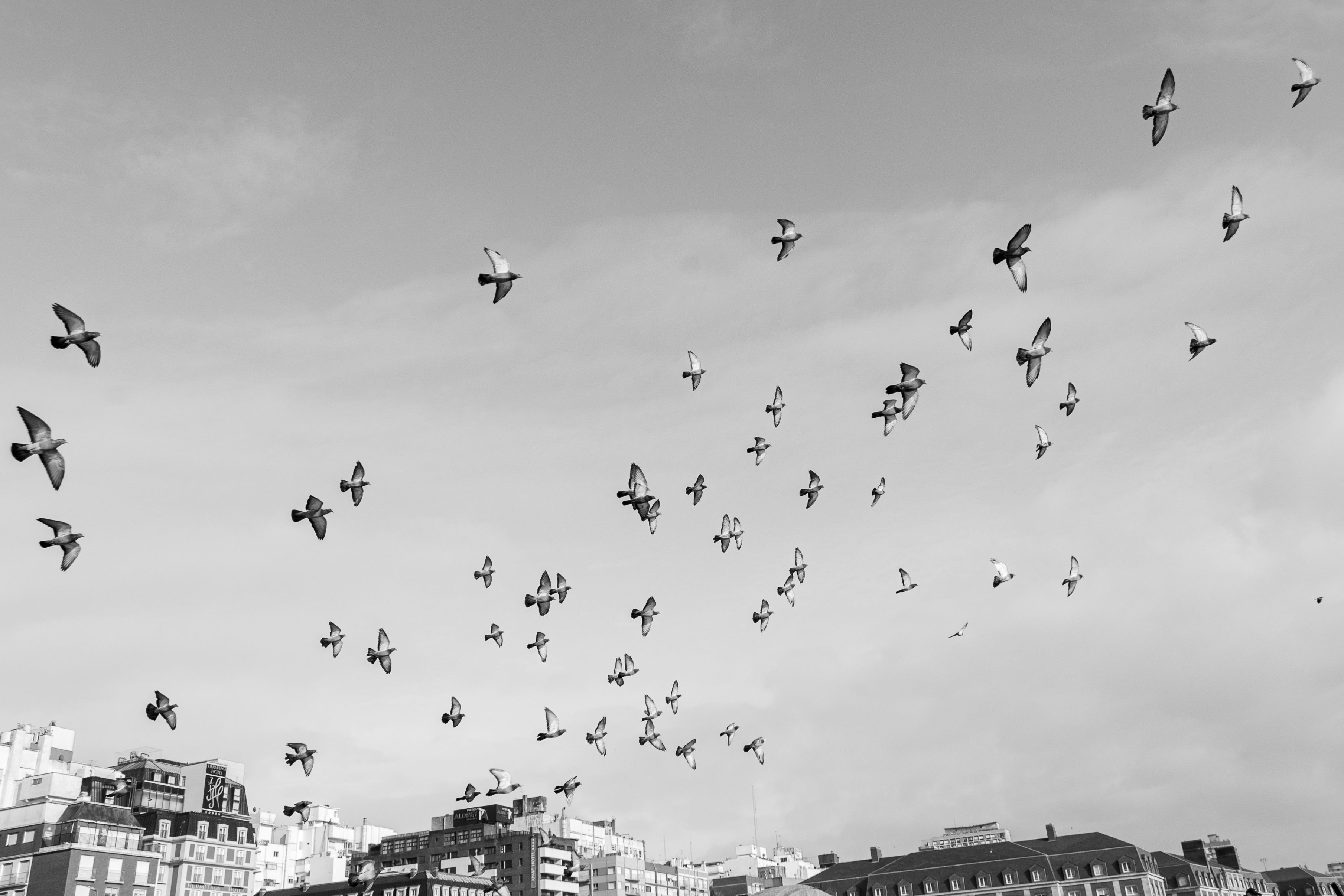Migration Photos, Download The BEST Free Migration Stock Photos & HD Images