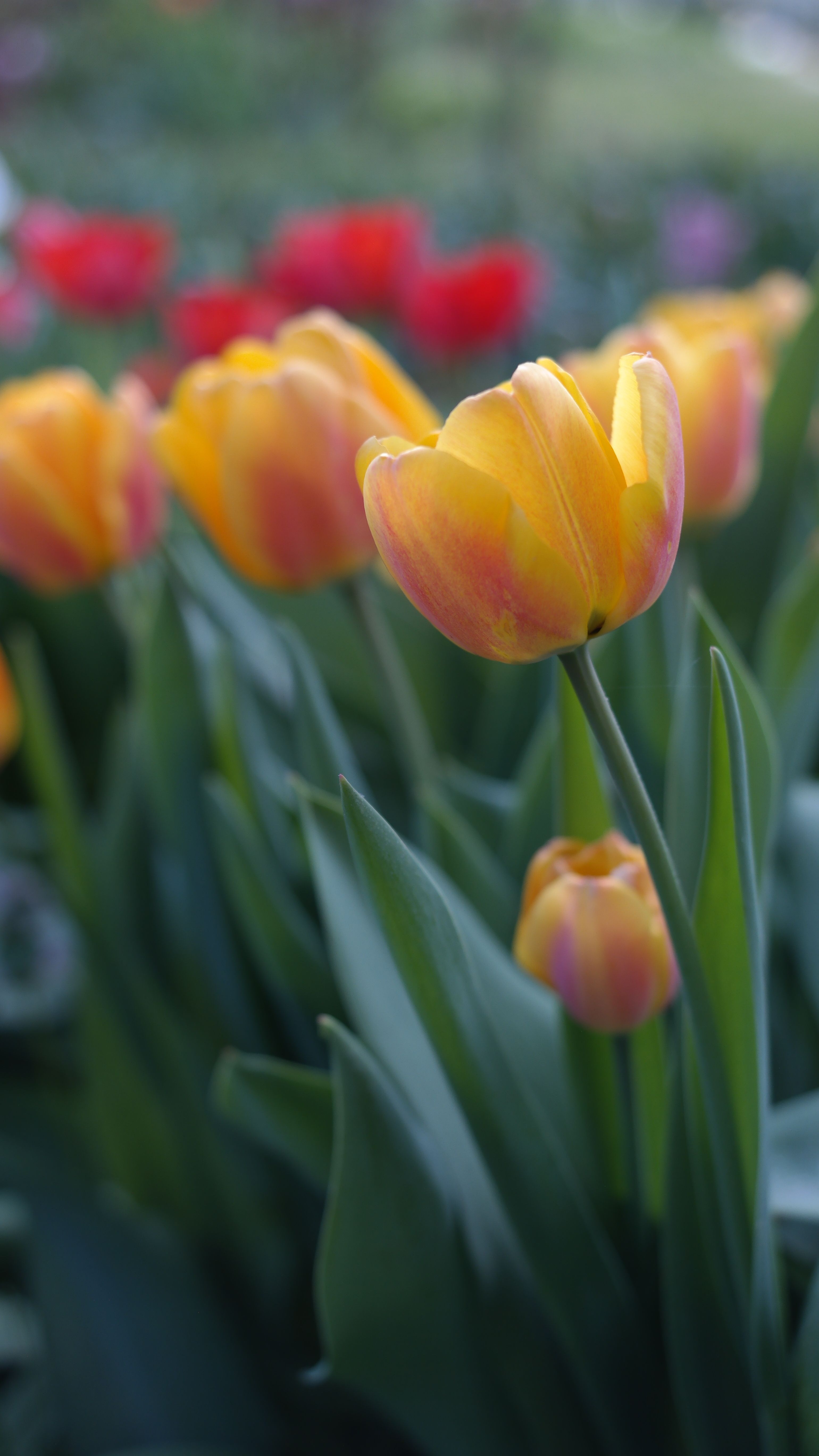 Vibrant Yellow and Orange Tulips in Bloom · Free Stock Photo