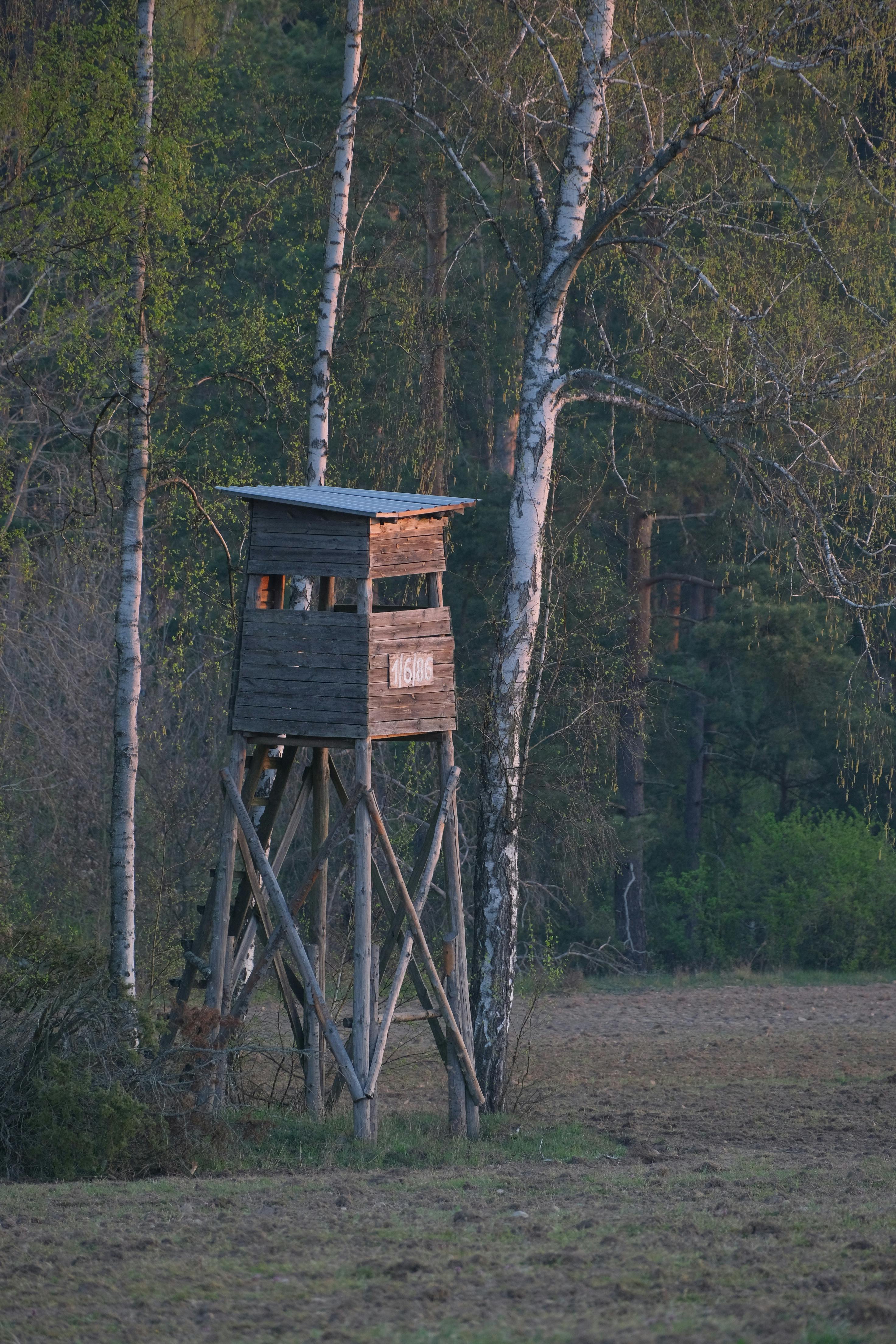 Forest Watchtower Photos, Download The BEST Free Forest Watchtower ...