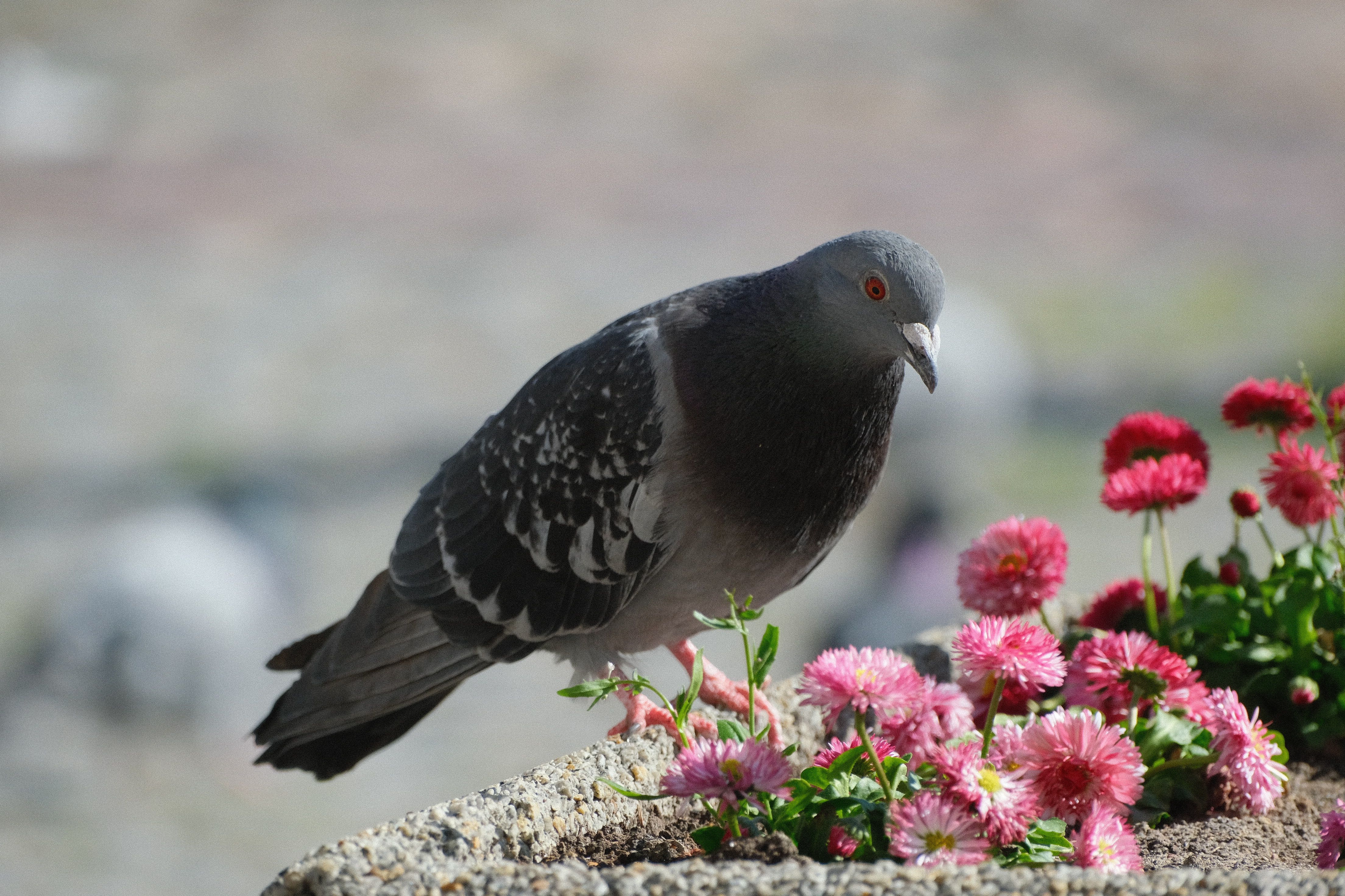 Pigeon and Pink Flowers in Natural Urban Setting · Free Stock Photo