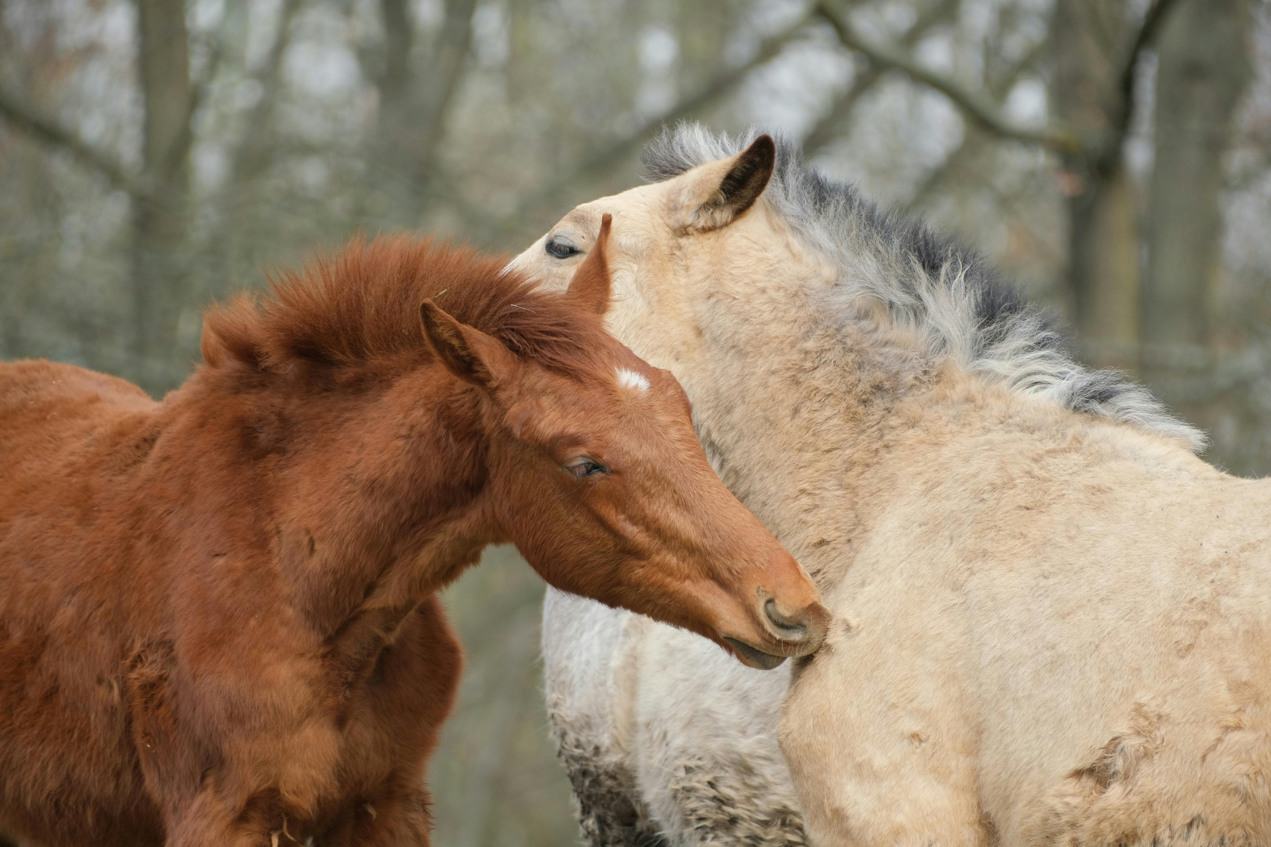 Real Horses Photos, Download The BEST Free Real Horses Stock Photos ...