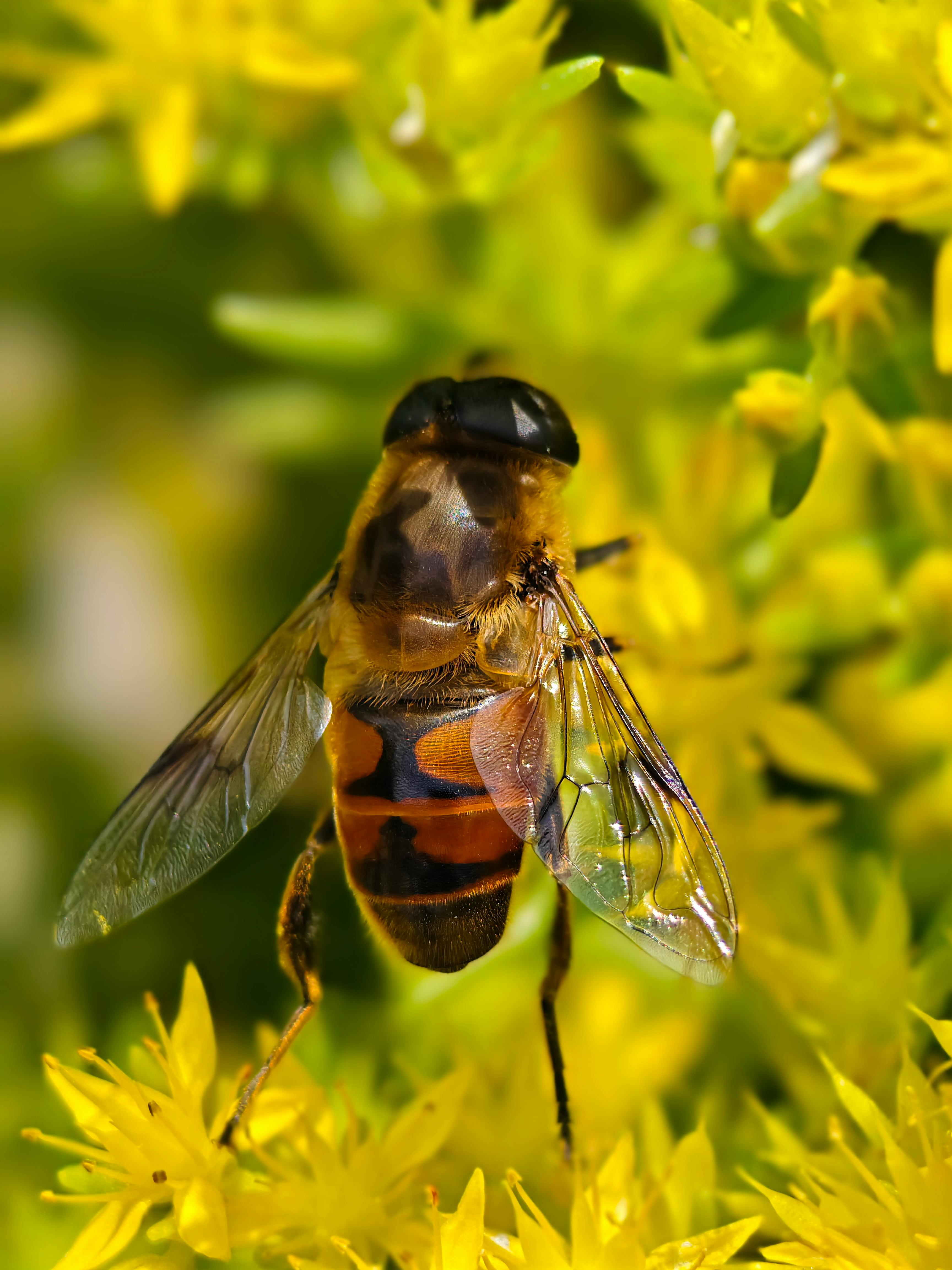 Hoverfly Close Up Photos, Download The BEST Free Hoverfly Close Up Stock Photos & HD Images