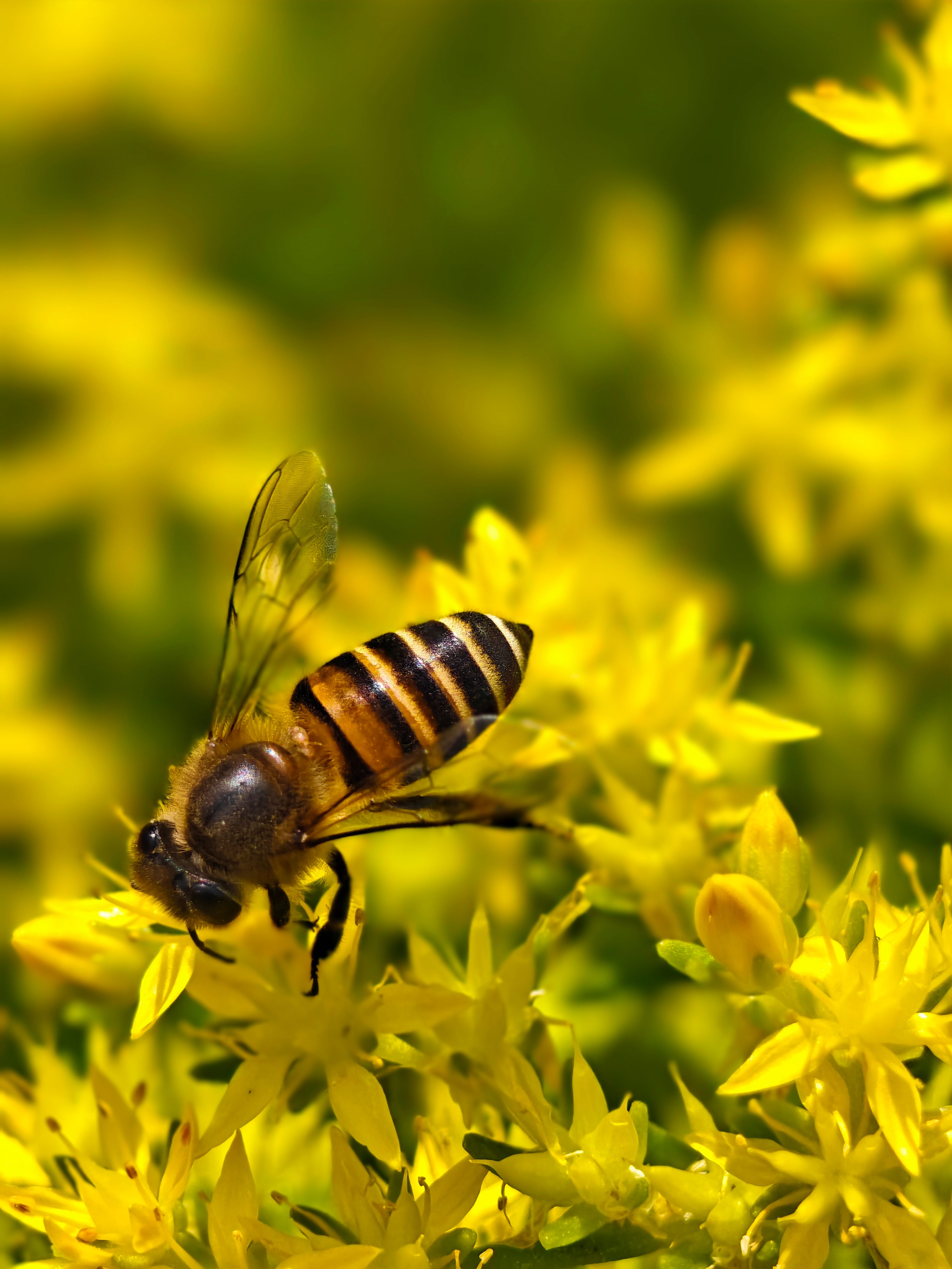 Bee Leg Photos, Download The BEST Free Bee Leg Stock Photos & HD Images
