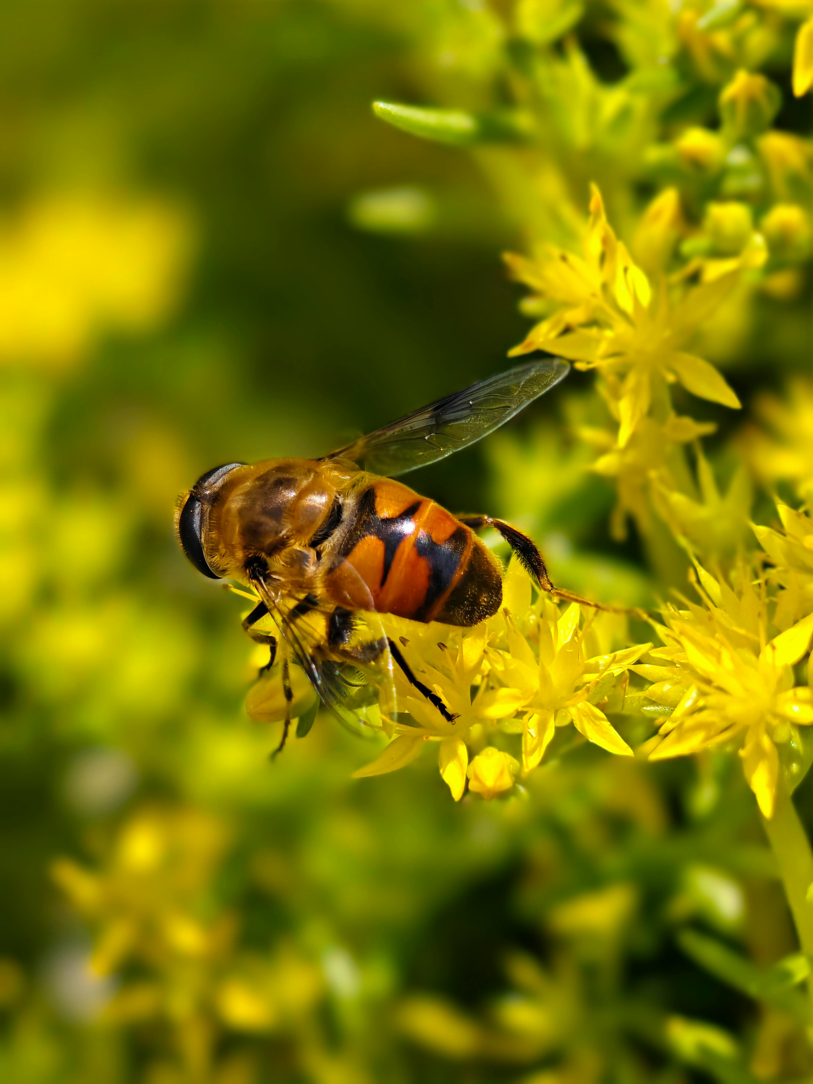 Beekeeping India Photos, Download The BEST Free Beekeeping India Stock ...