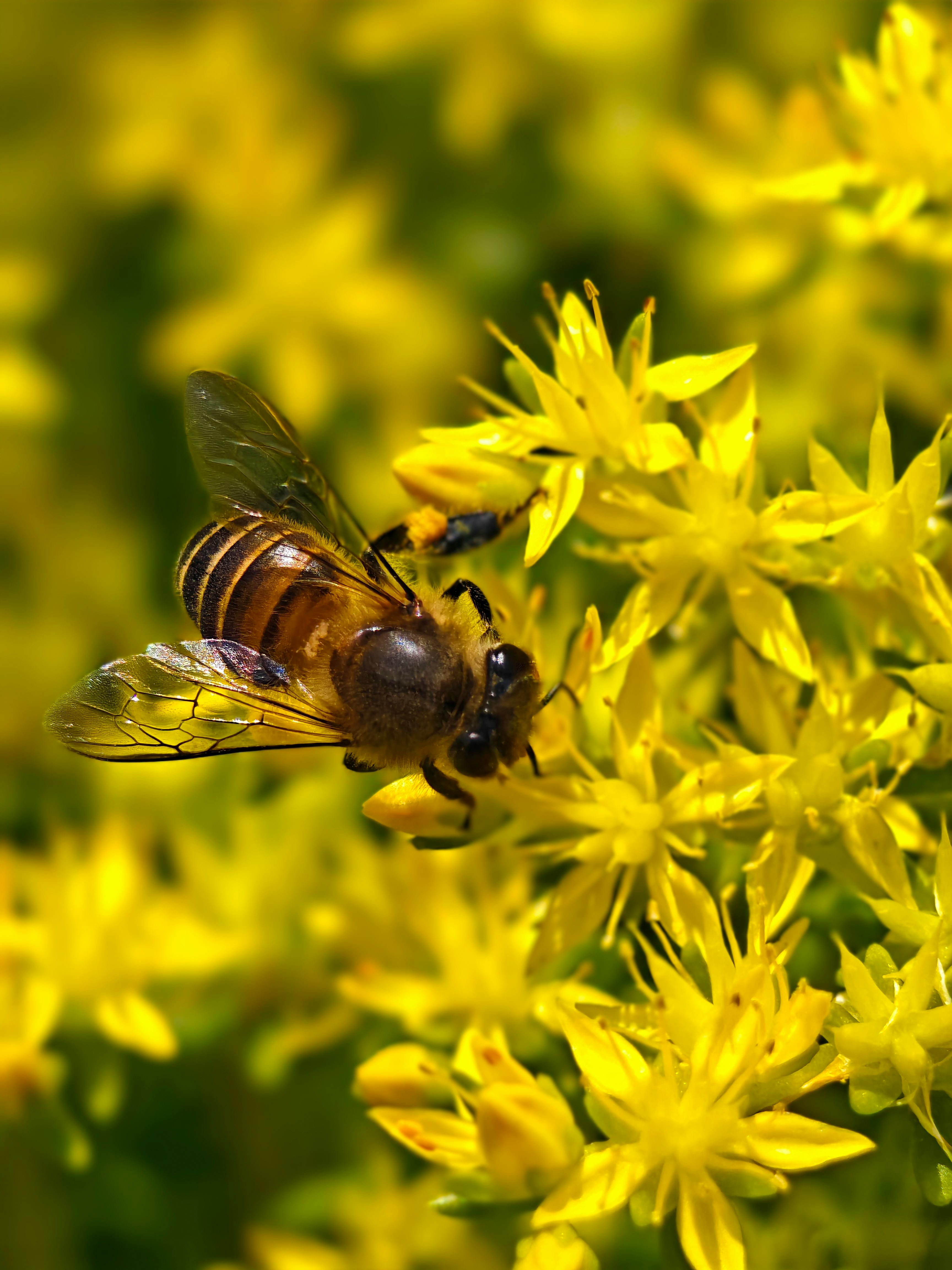 Foto de stock gratuita sobre abeja, abeja salvaje, abejorro, al aire ...