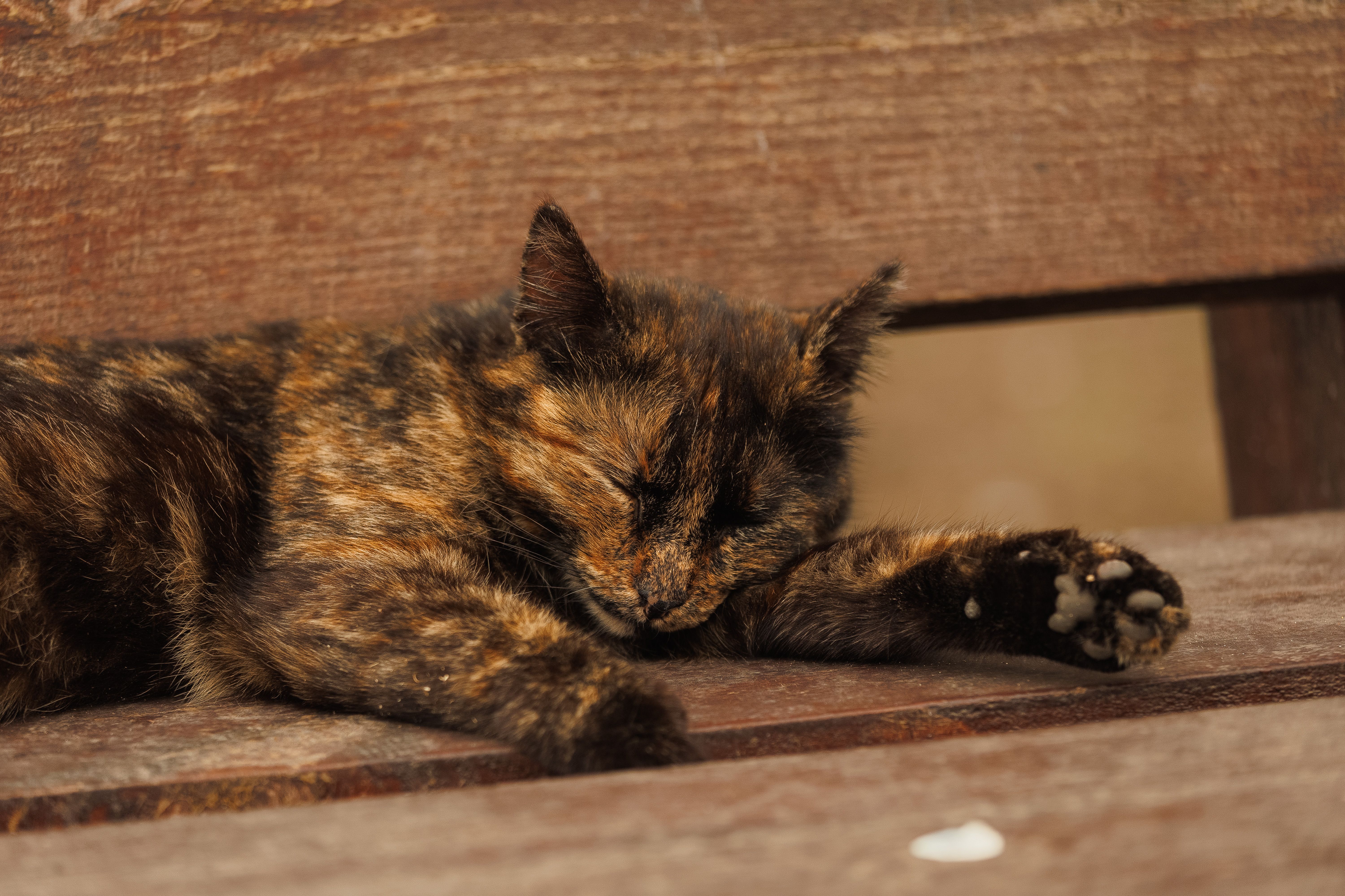 Lazy Animation Photos, Download The BEST Free Lazy Animation Stock ...