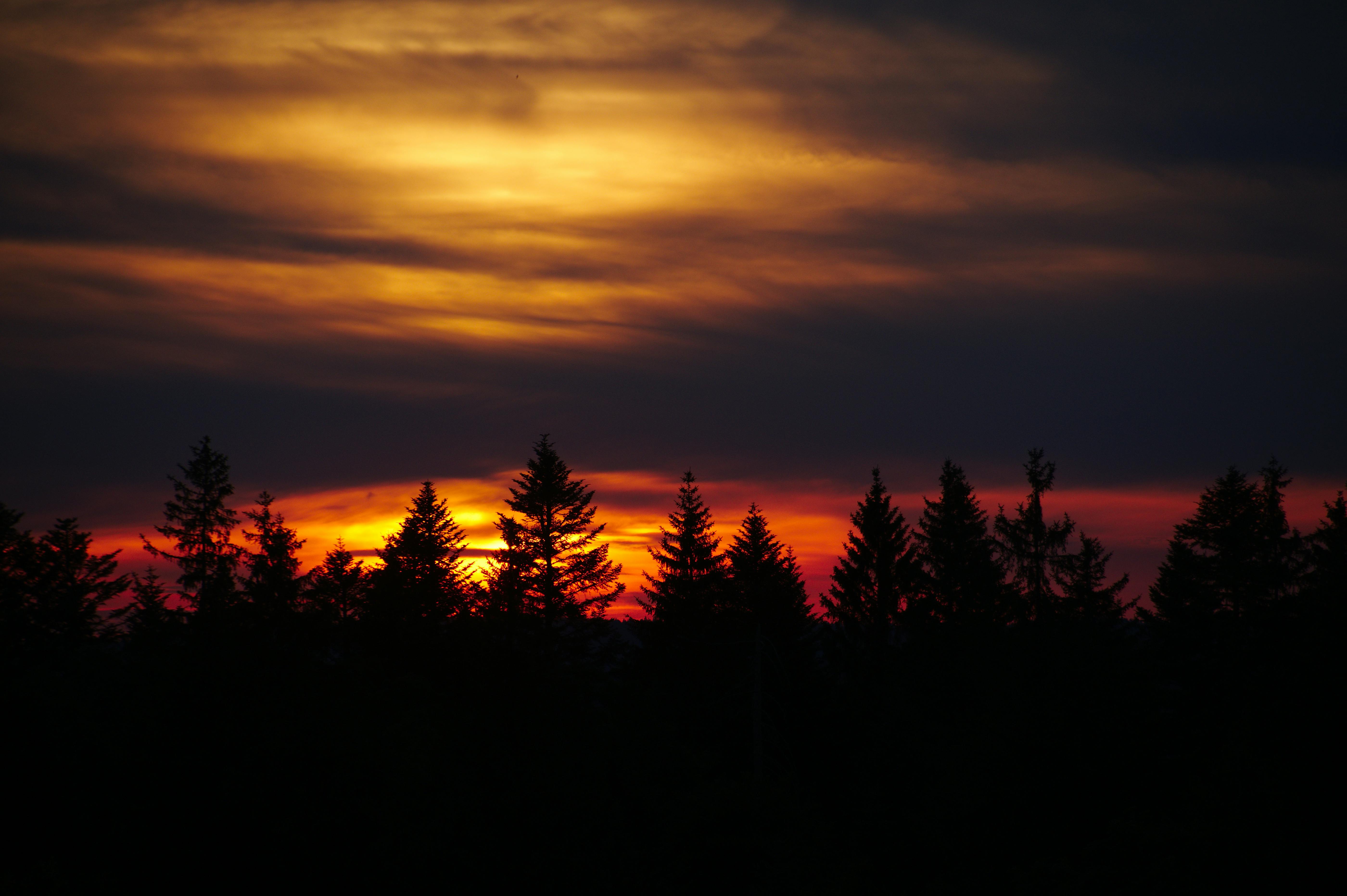Stunning Sunset Over Forest Silhouette · Free Stock Photo