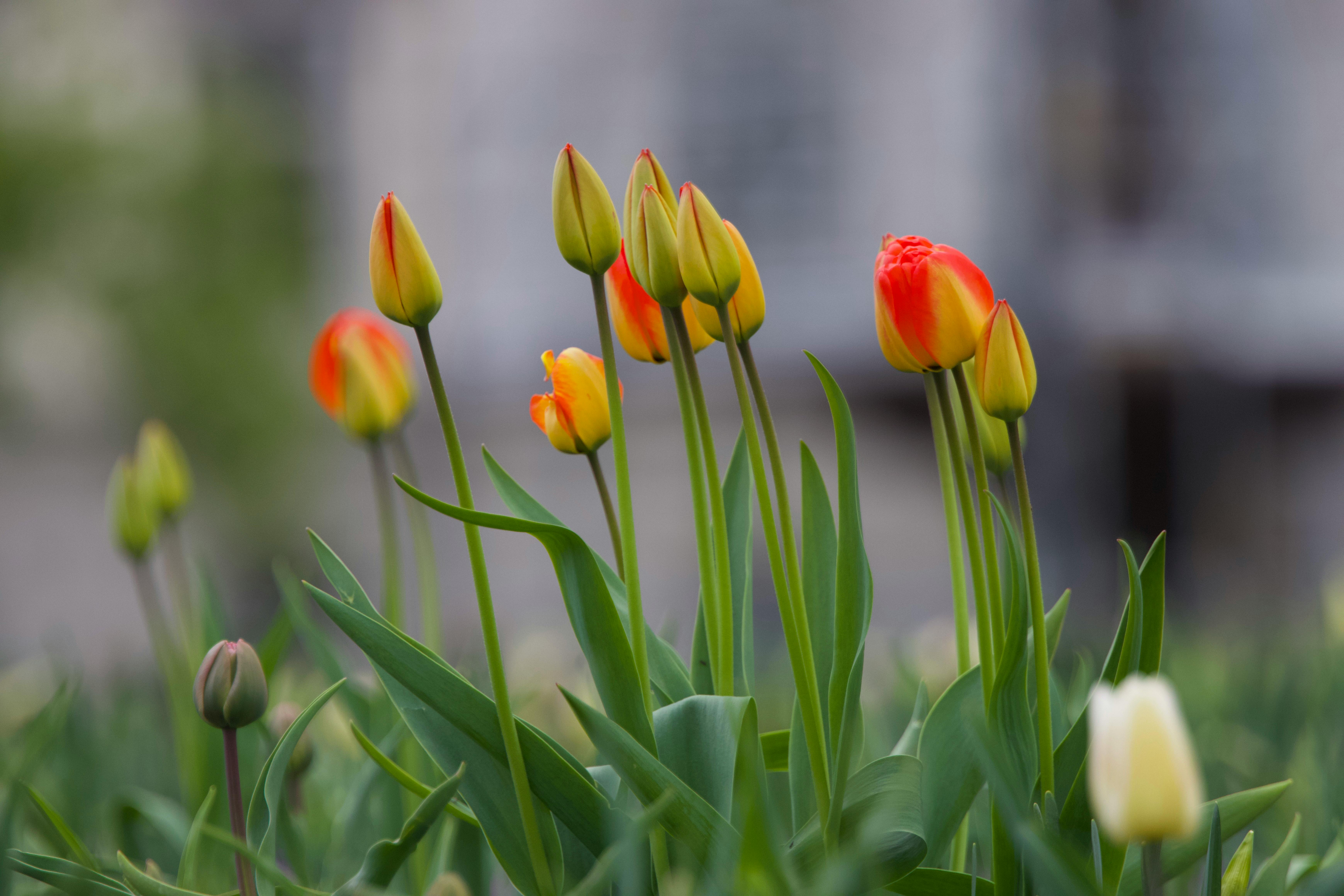 April Collage Photos, Download The BEST Free April Collage Stock Photos ...