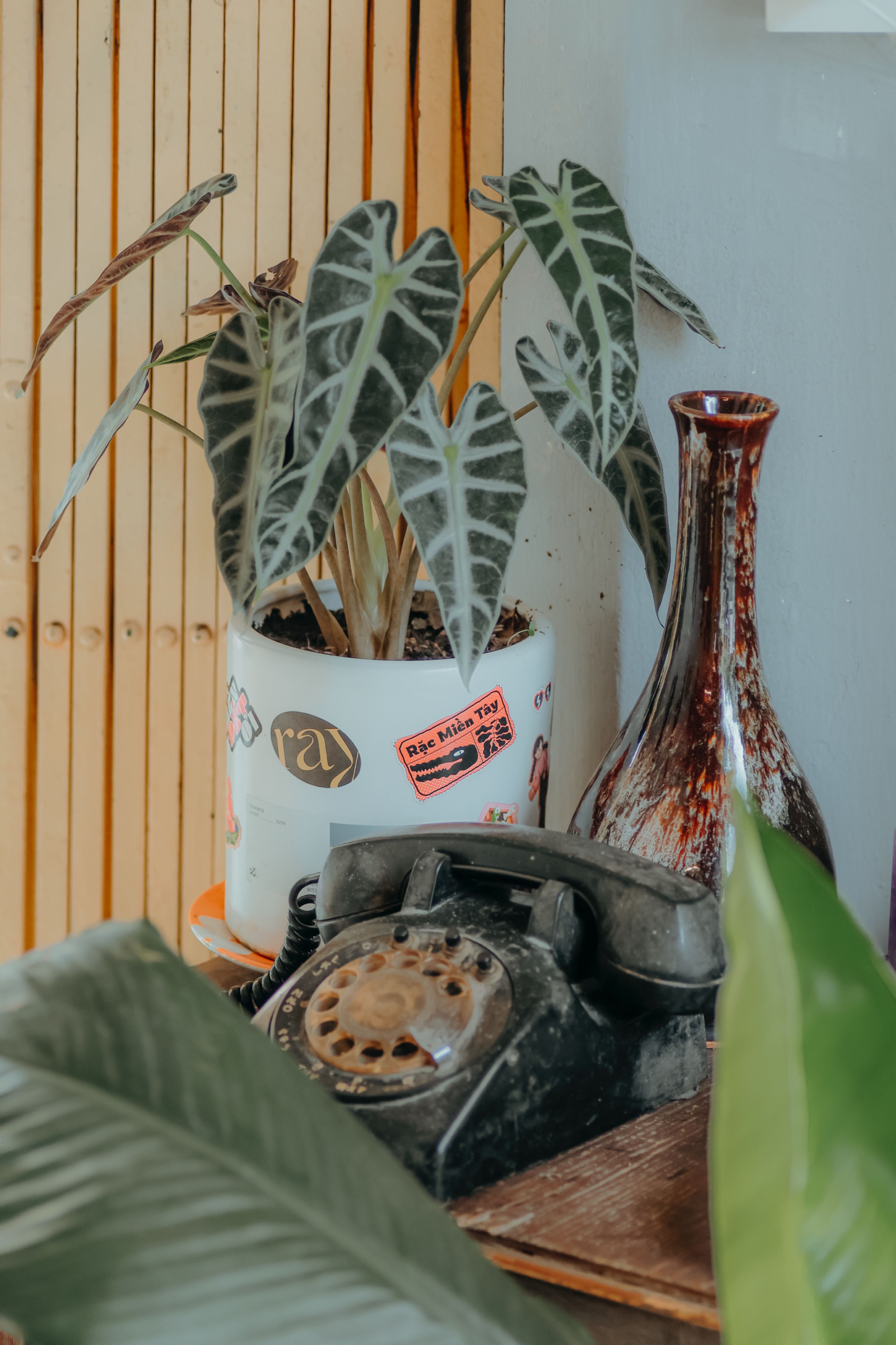Vintage Telephone with Indoor Plant Decor · Free Stock Photo