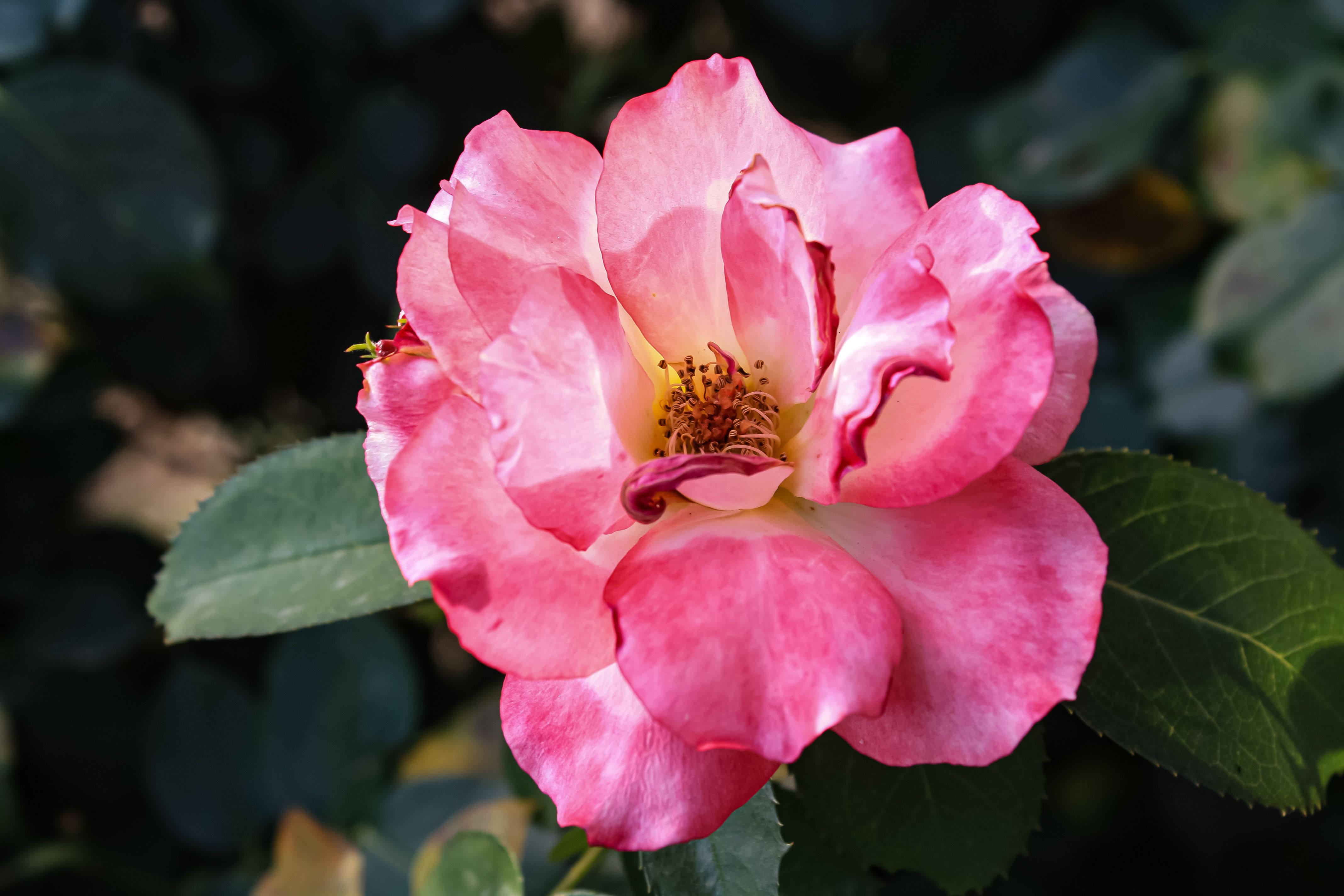 Close-Up of Vibrant Pink Rose in Bloom · Free Stock Photo