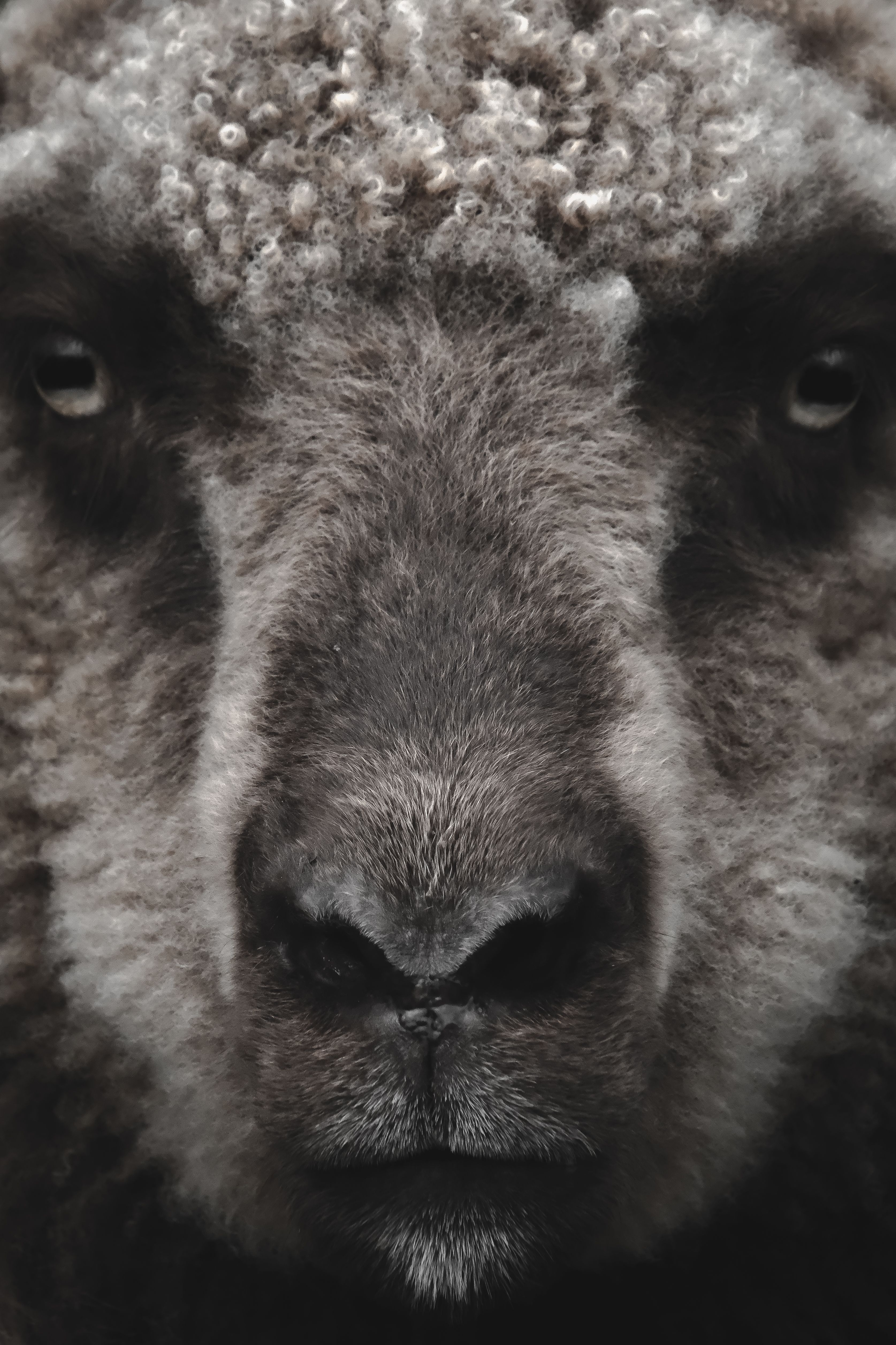 Animal Portrait Photos, Download The BEST Free Animal Portrait Stock ...