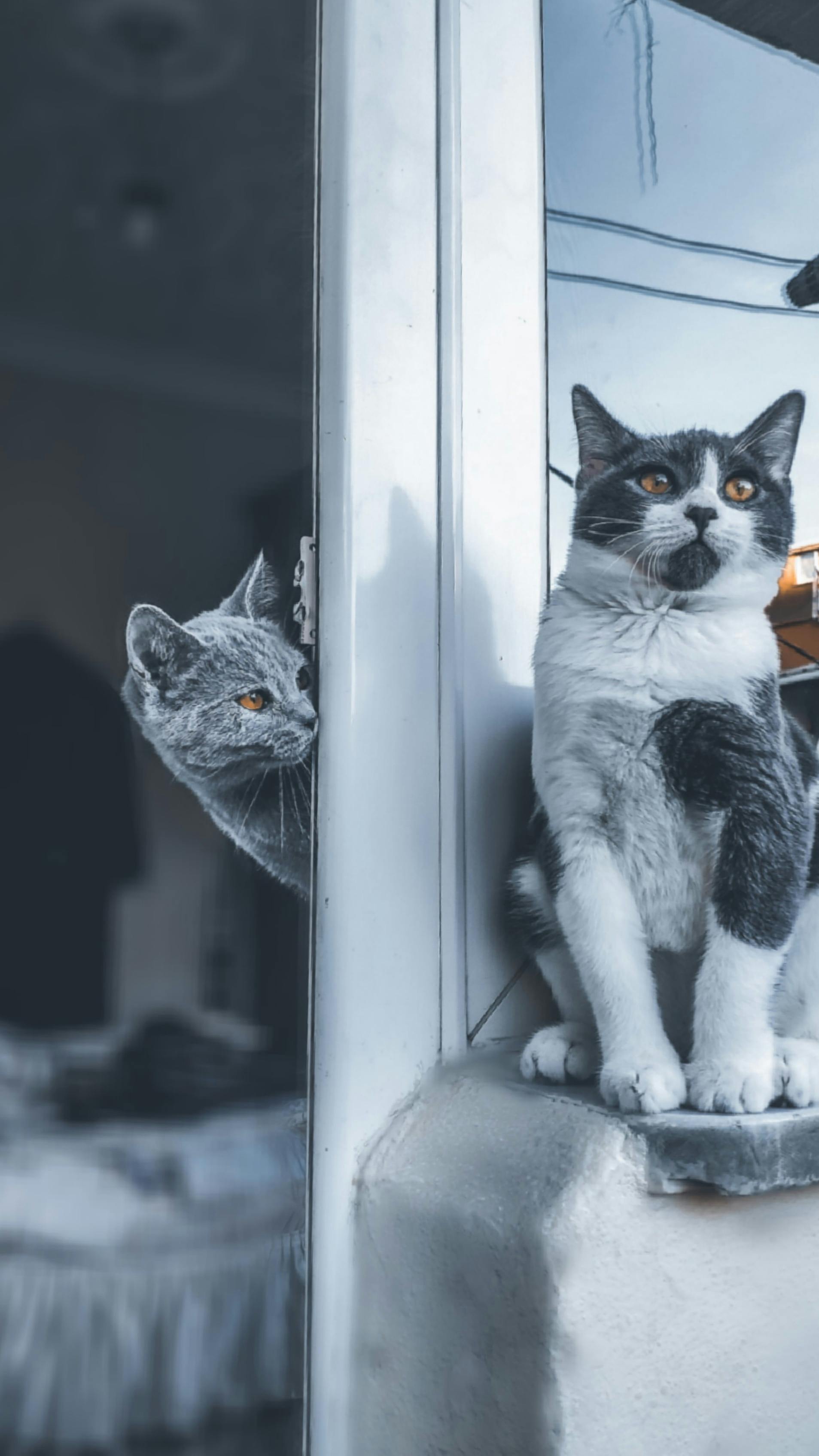 Cats on the Window Sill · Free Stock Photo