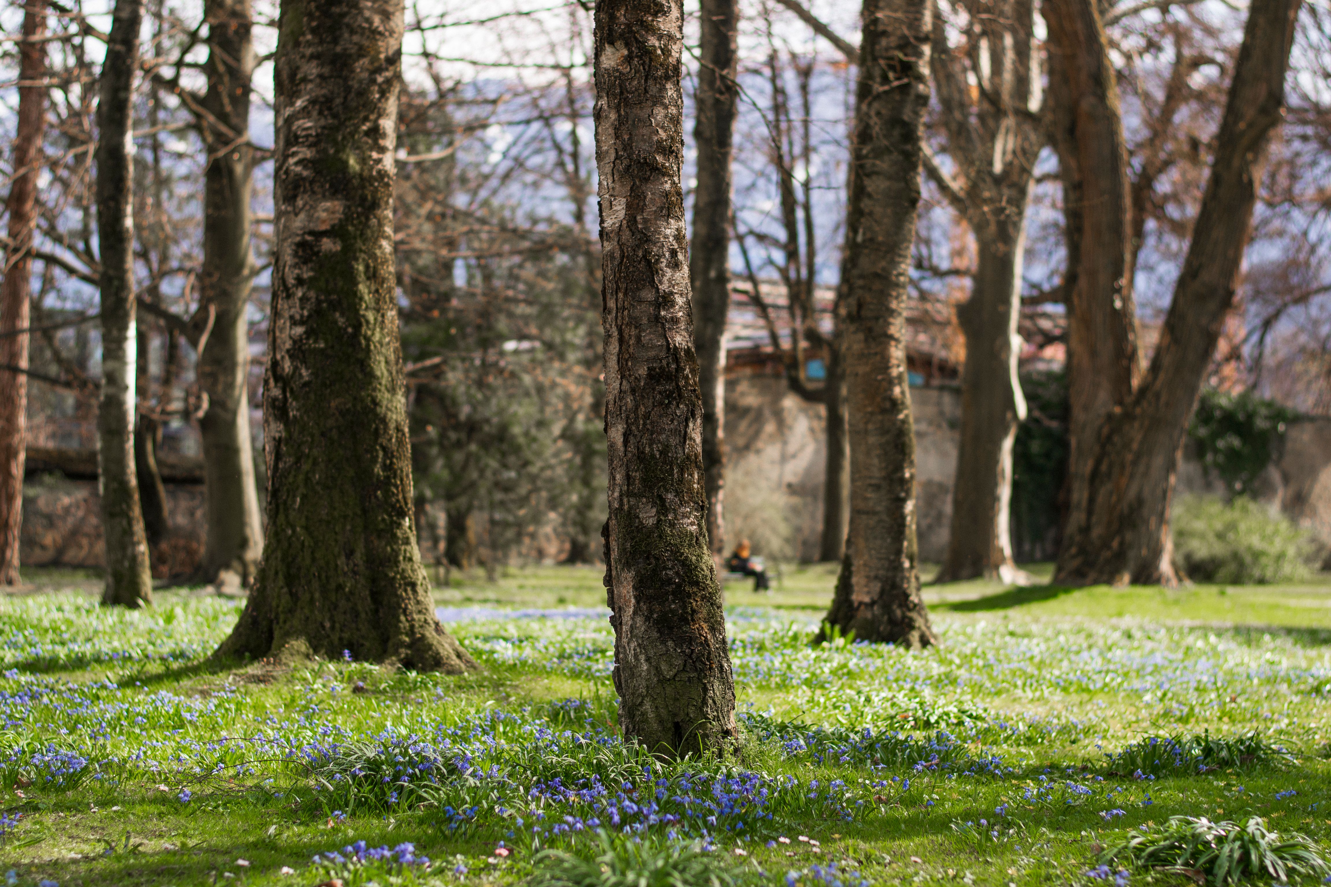 Springtime Forest Scene in Innsbruck Park · Free Stock Photo