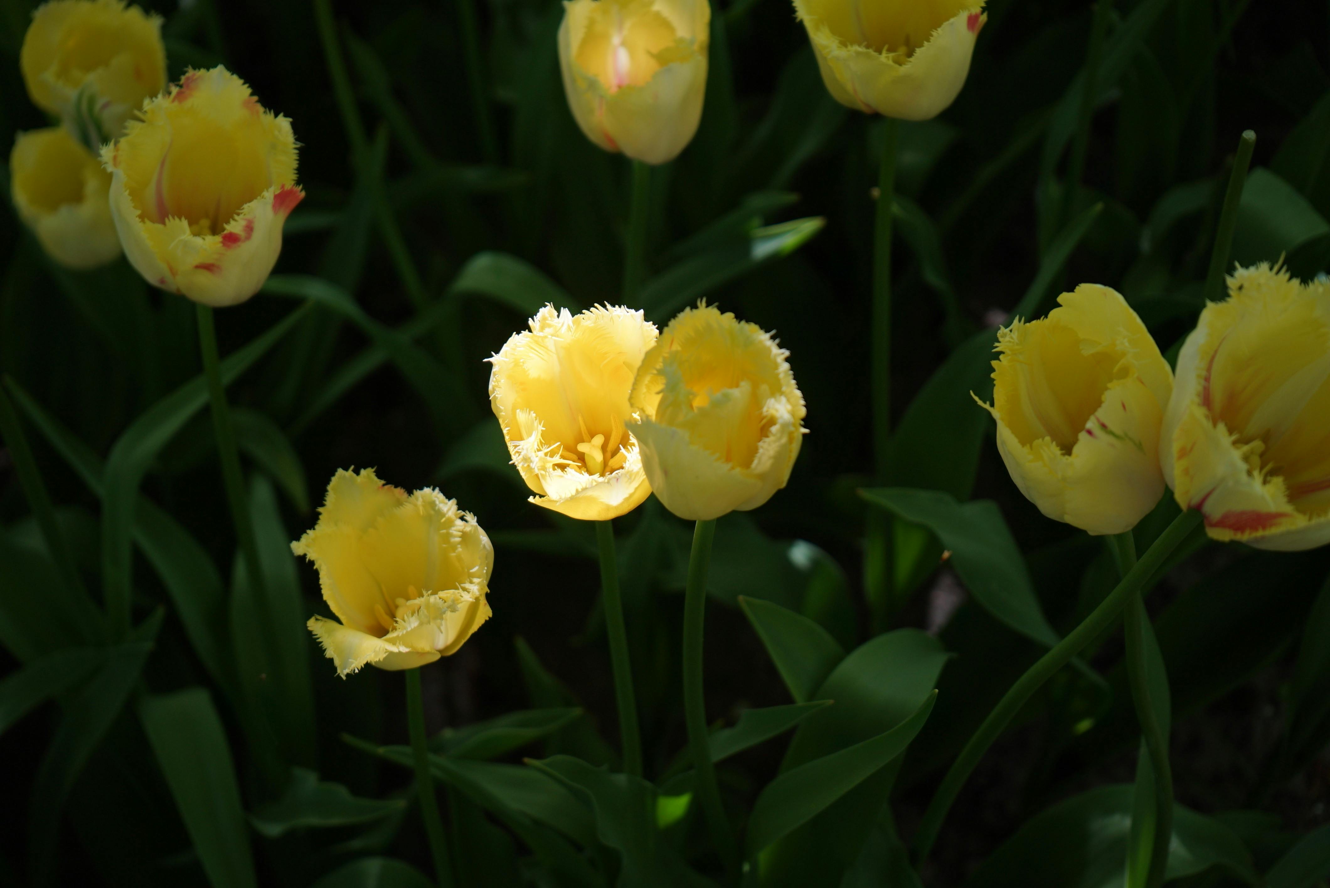 Flower Ping Photos, Download The BEST Free Flower Ping Stock Photos ...