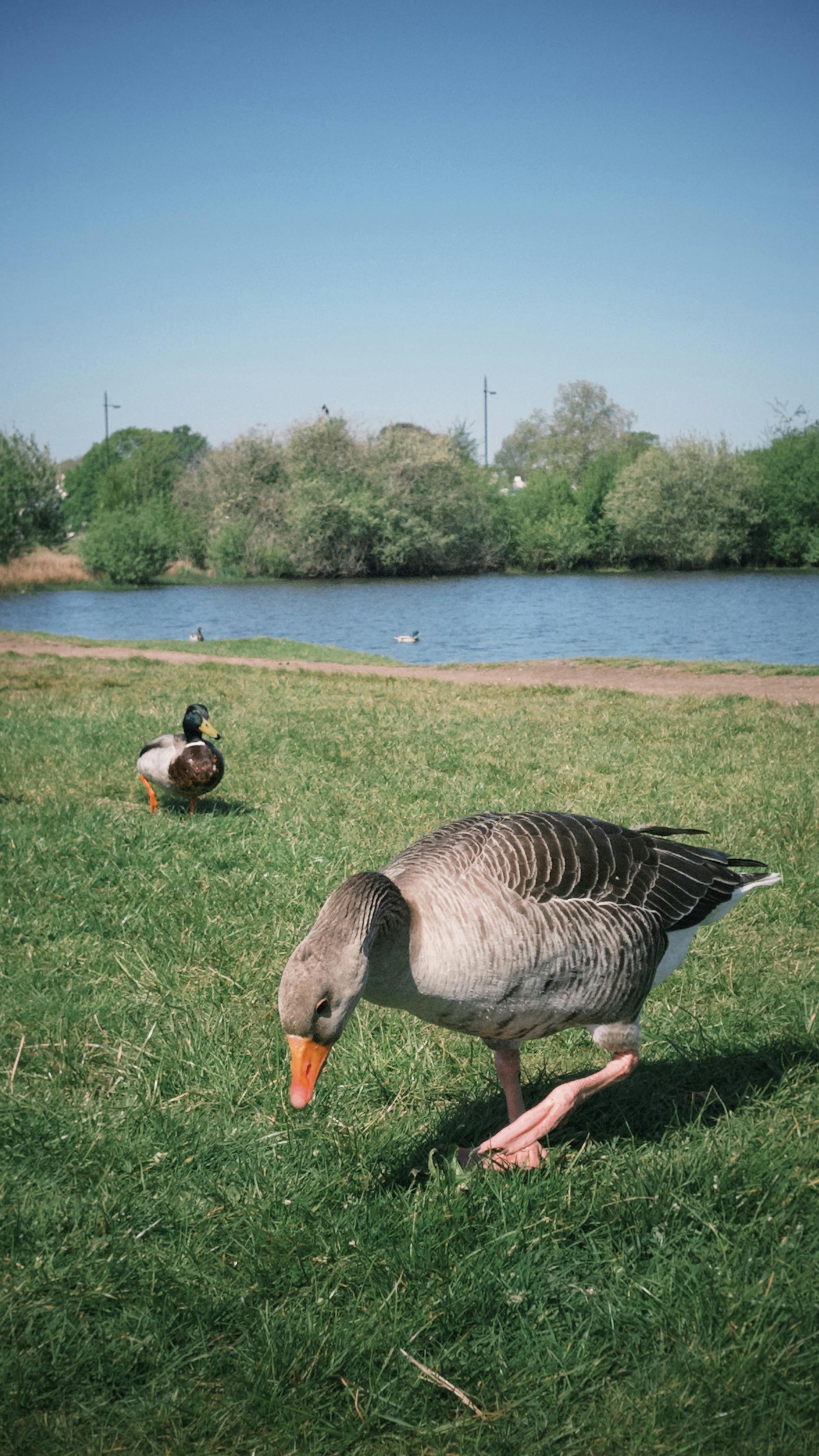 Geese Photos, Download The BEST Free Geese Stock Photos & HD Images