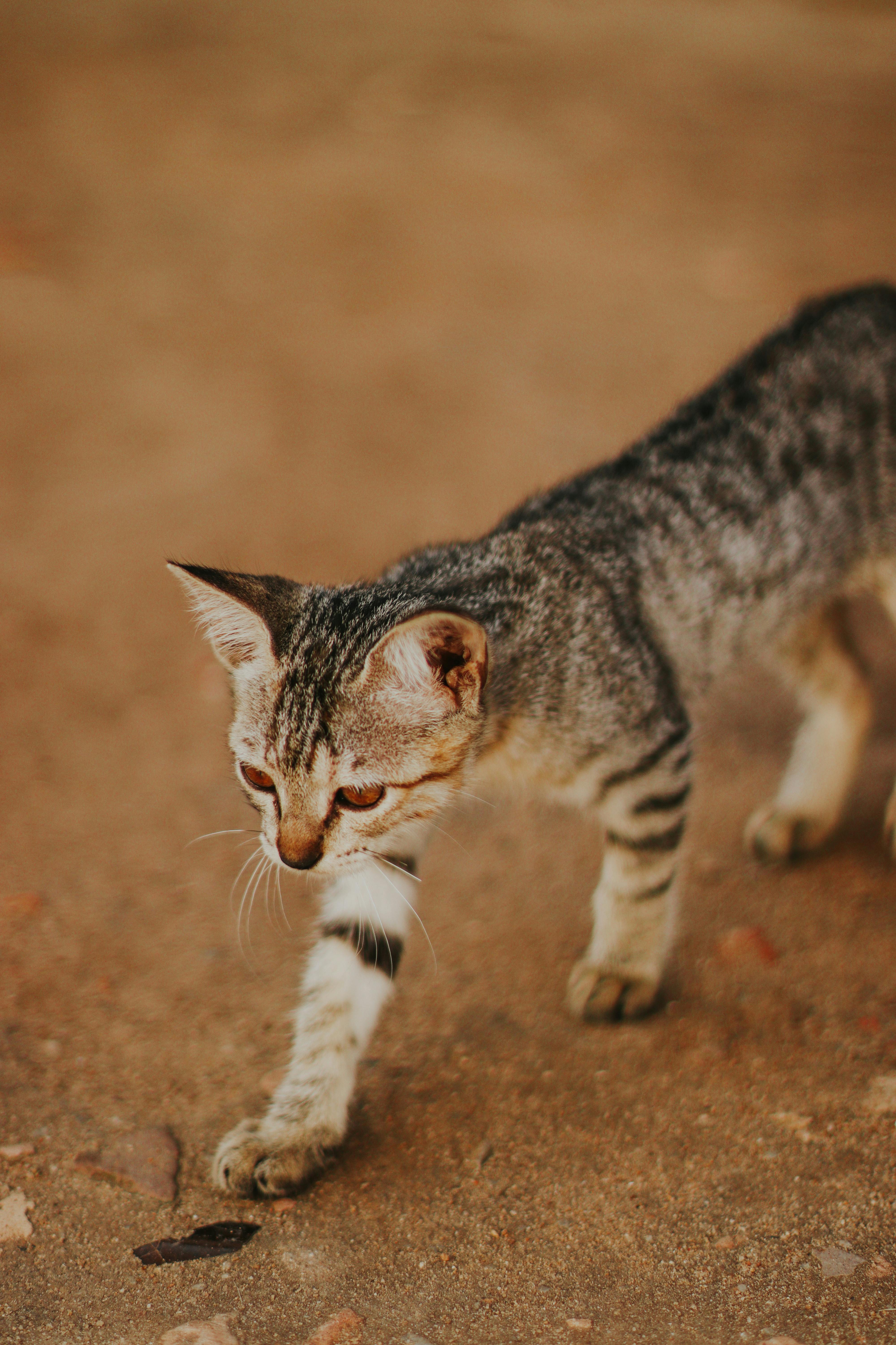 Beluga Cat Photos, Download The BEST Free Beluga Cat Stock Photos & HD ...
