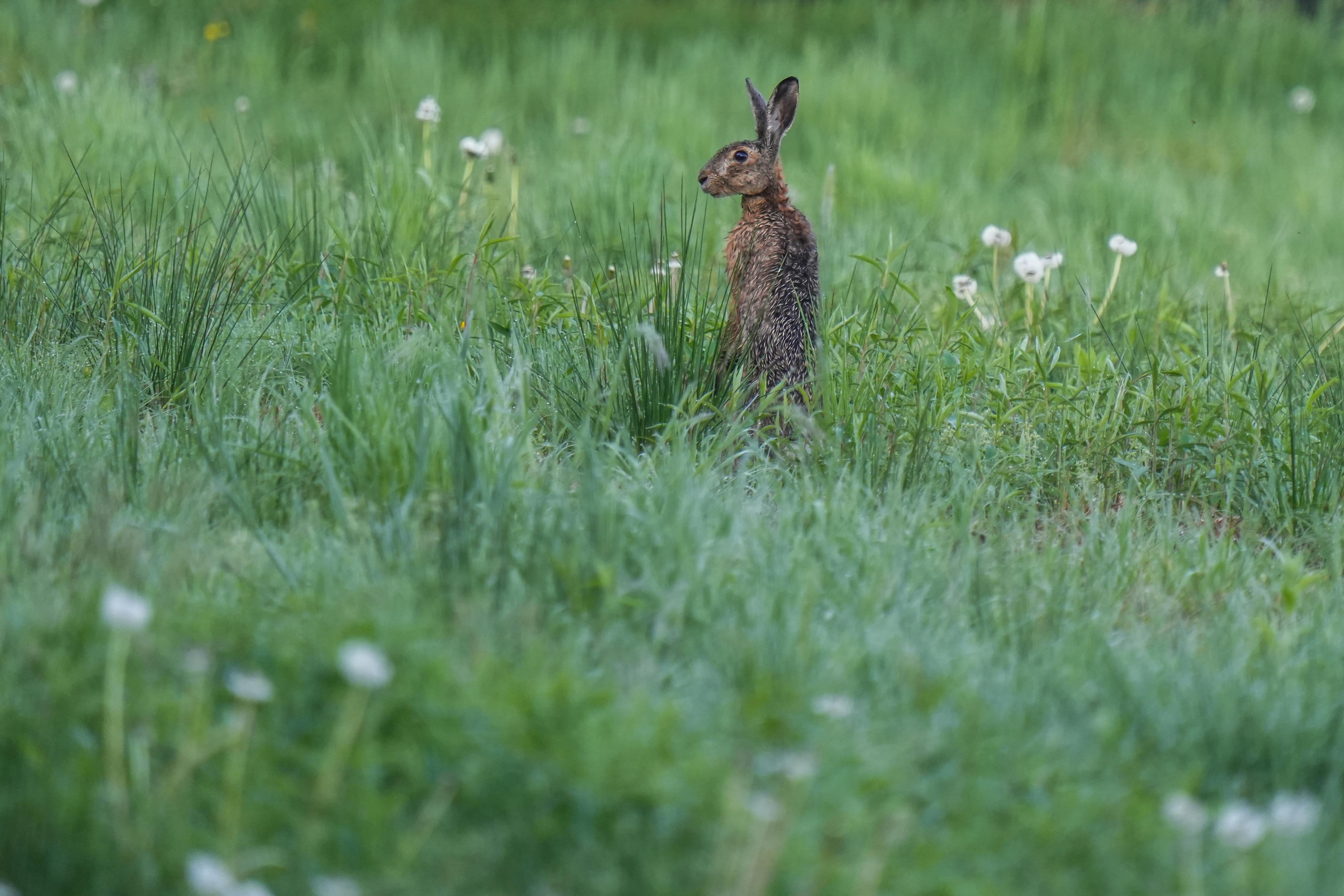 Hare Photos, Download The BEST Free Hare Stock Photos & HD Images