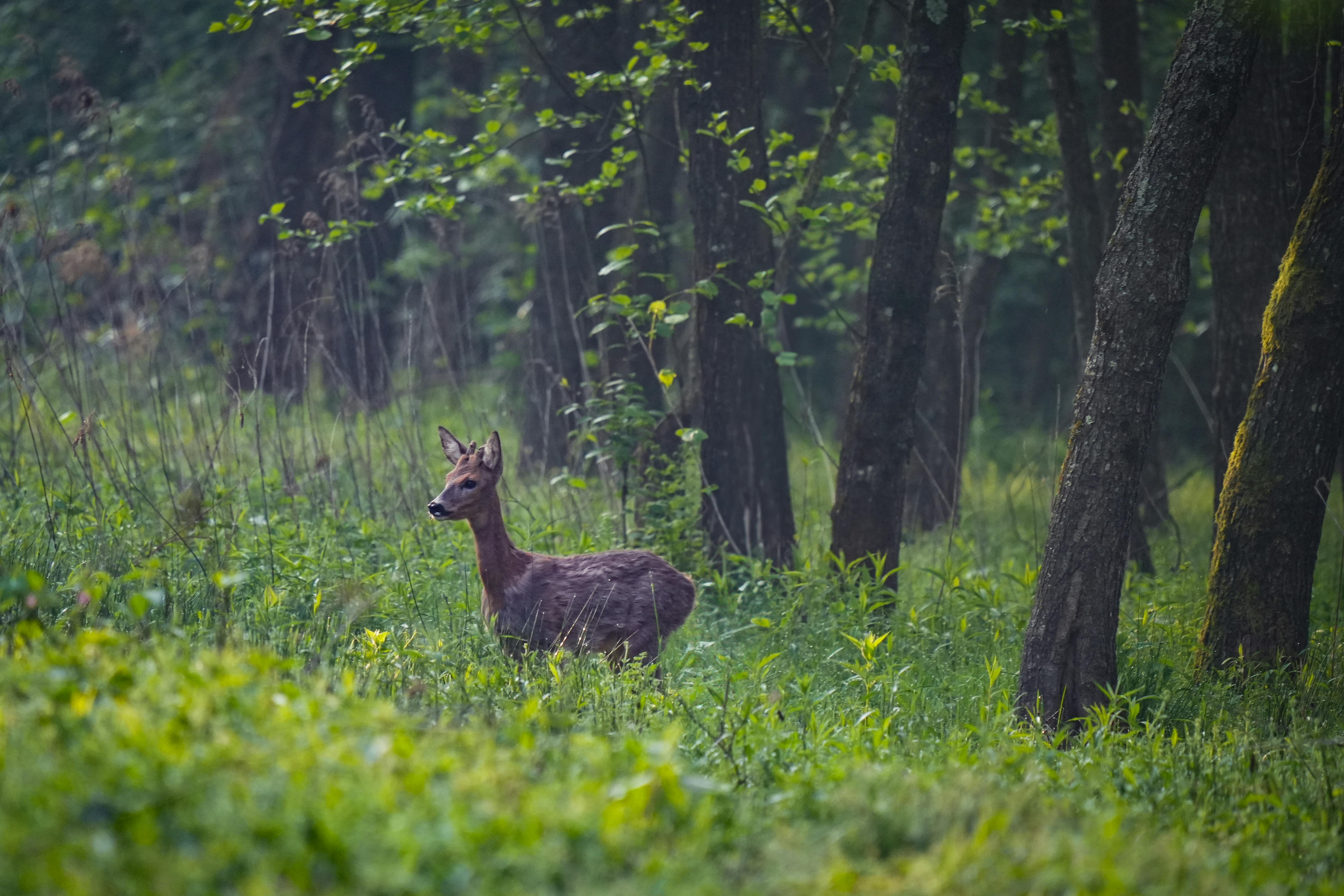 Hava Spider Deer Photos, Download The BEST Free Hava Spider Deer Stock ...