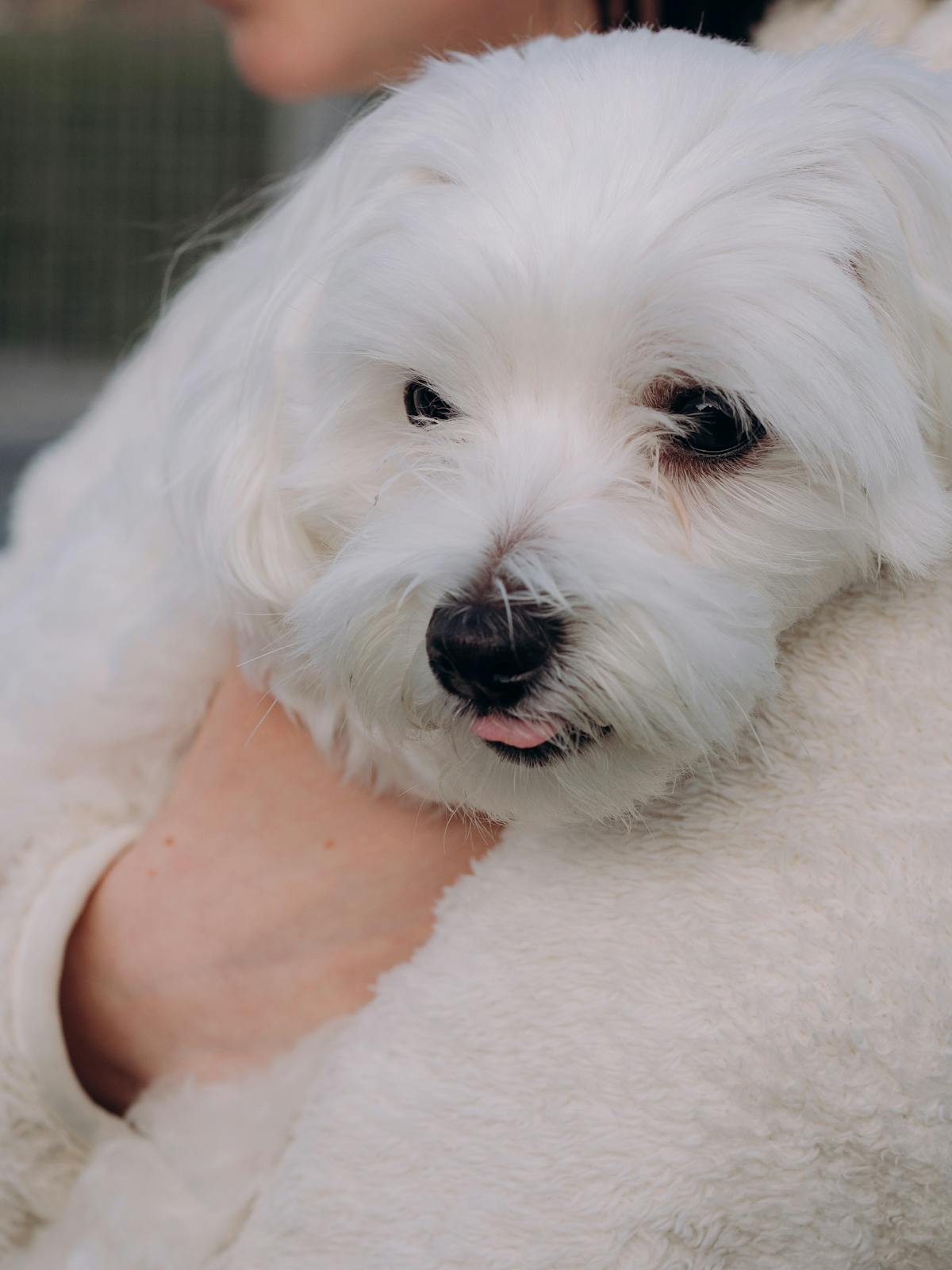 Maltese Dog Photos, Download The BEST Free Maltese Dog Stock Photos ...