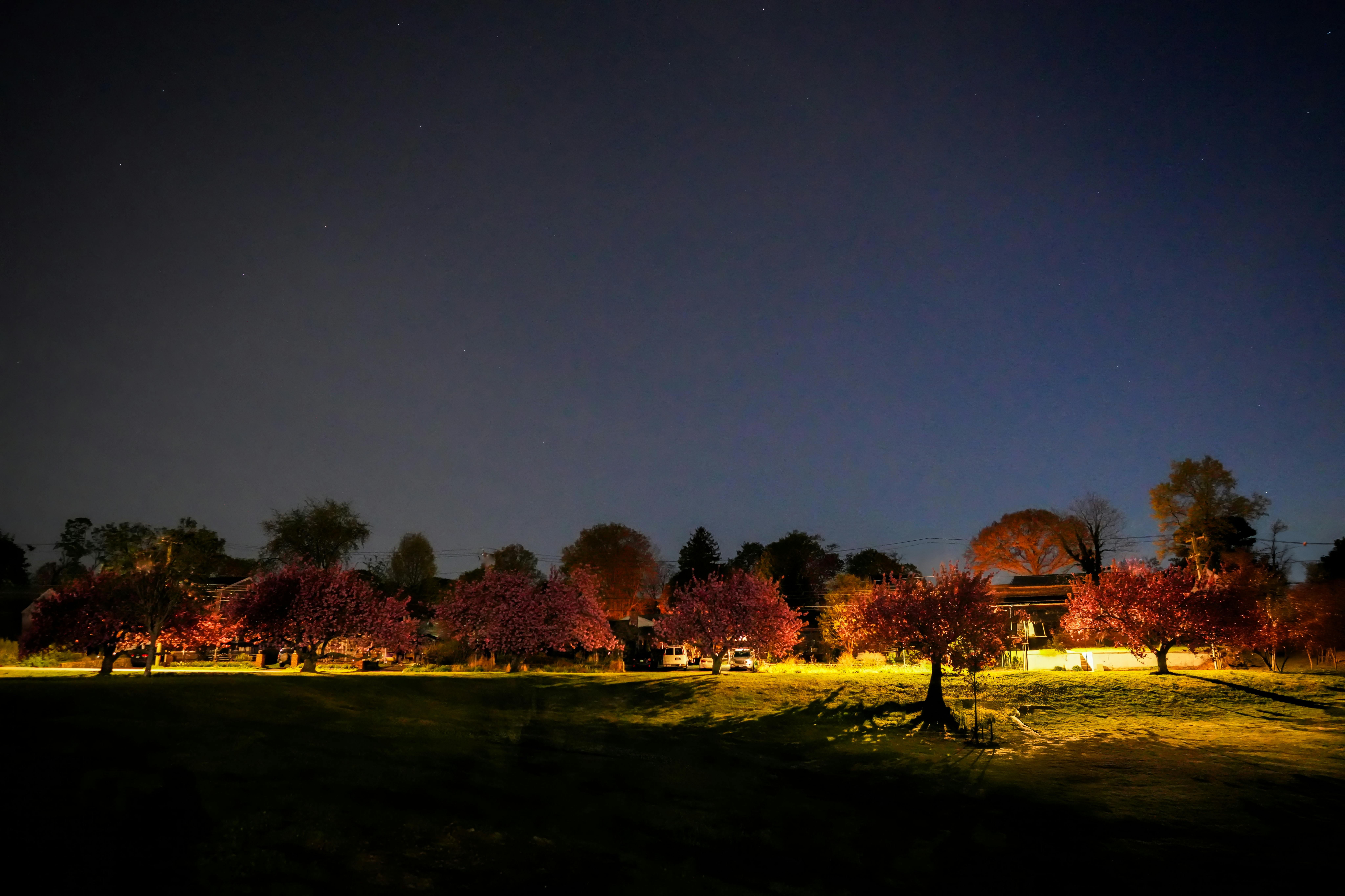 Night View of Cherry Blossoms in Connecticut Park · Free Stock Photo