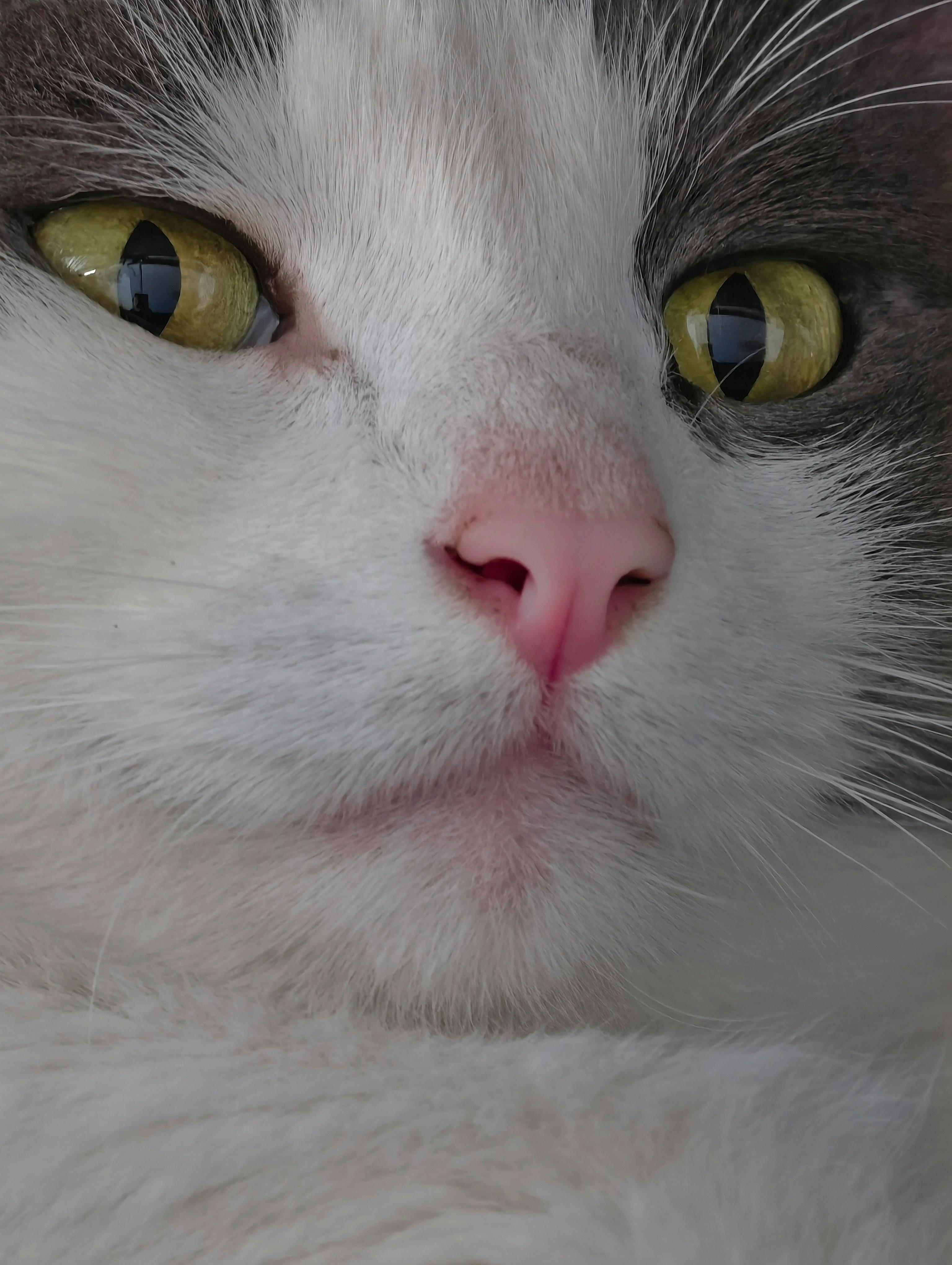 Cat Fisheye Photos, Download The BEST Free Cat Fisheye Stock Photos ...