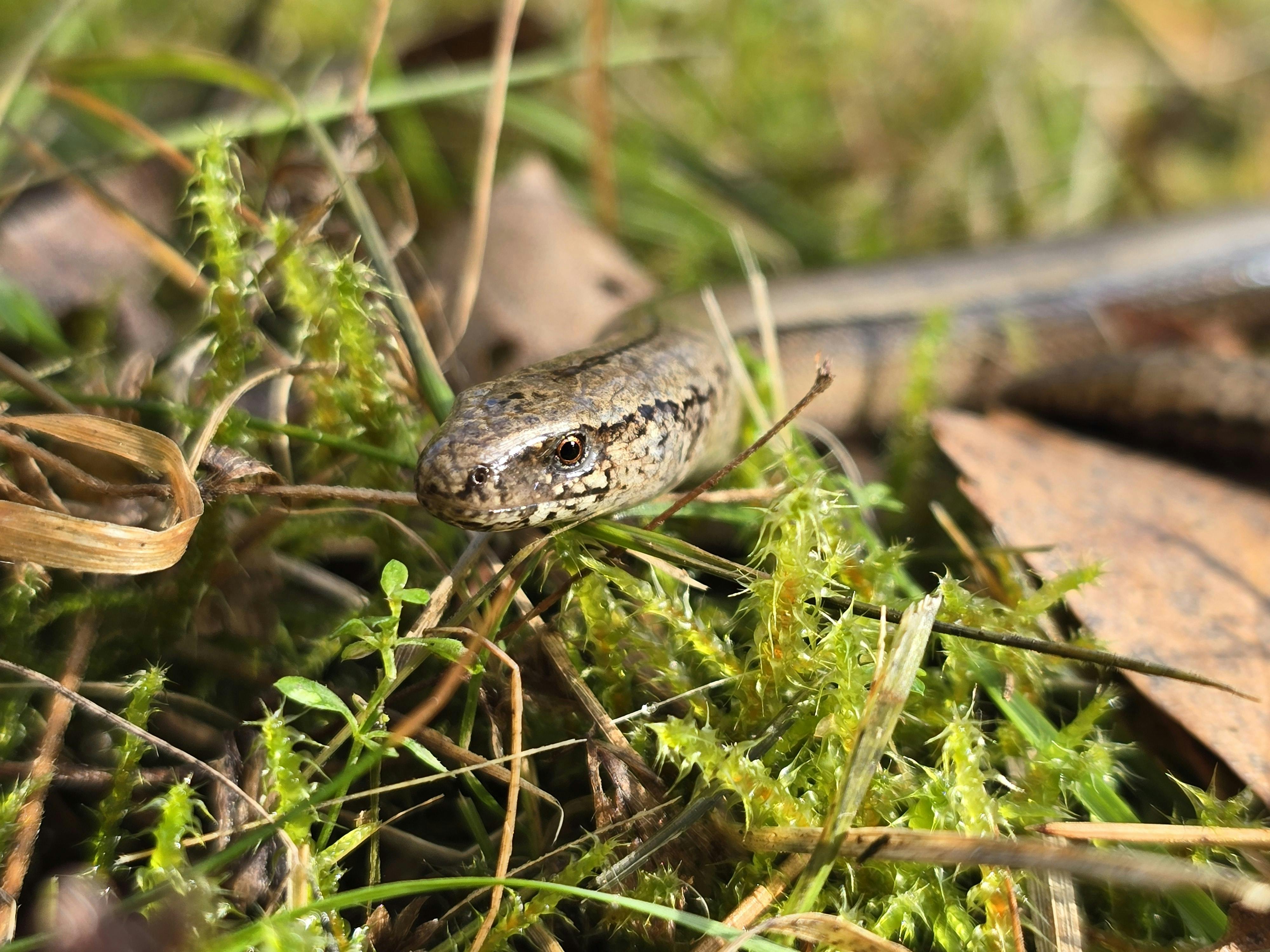 Close-up of a snake in Swedish mossy terrain · Free Stock Photo