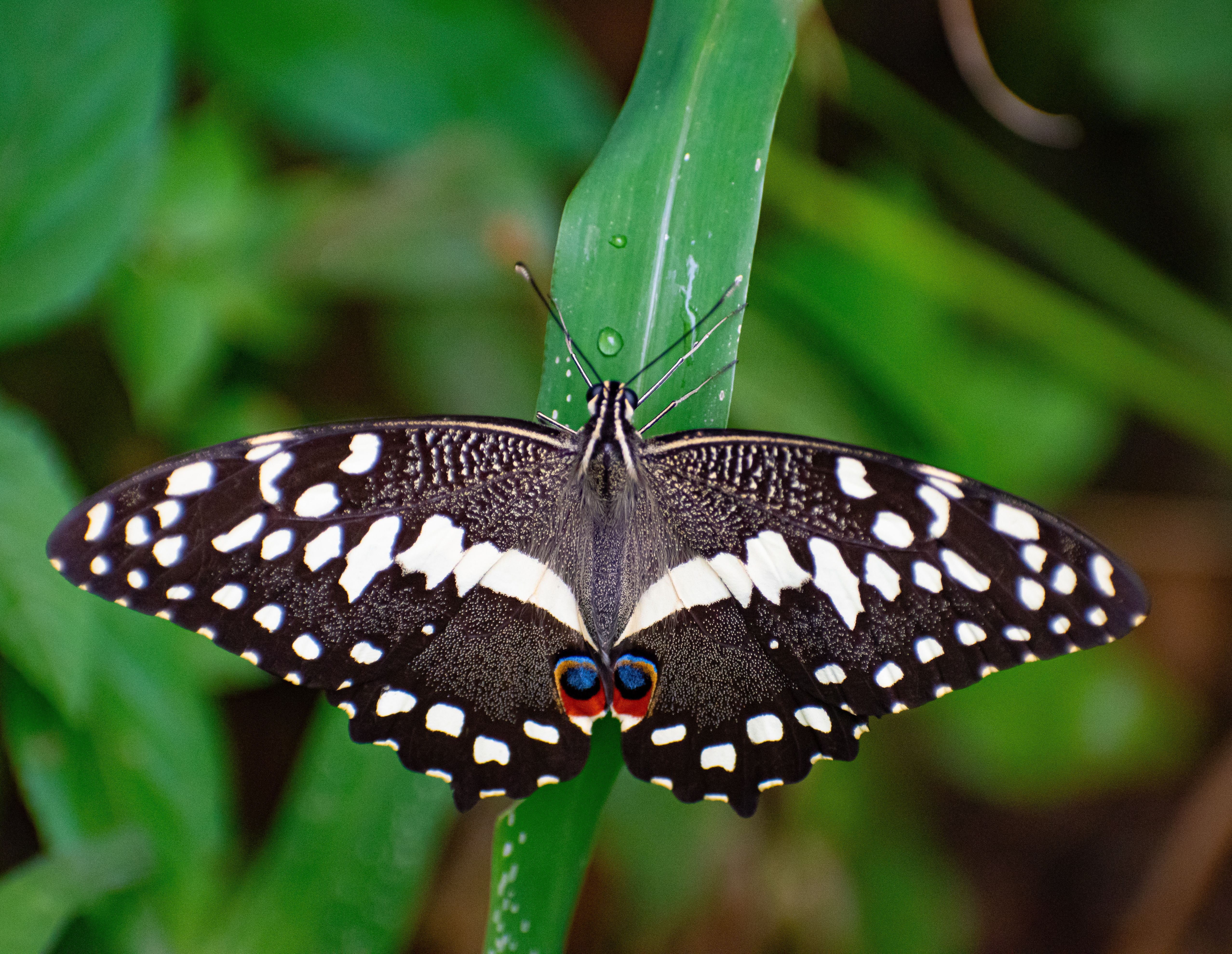Striking Citrus Swallowtail in Botswana · Free Stock Photo