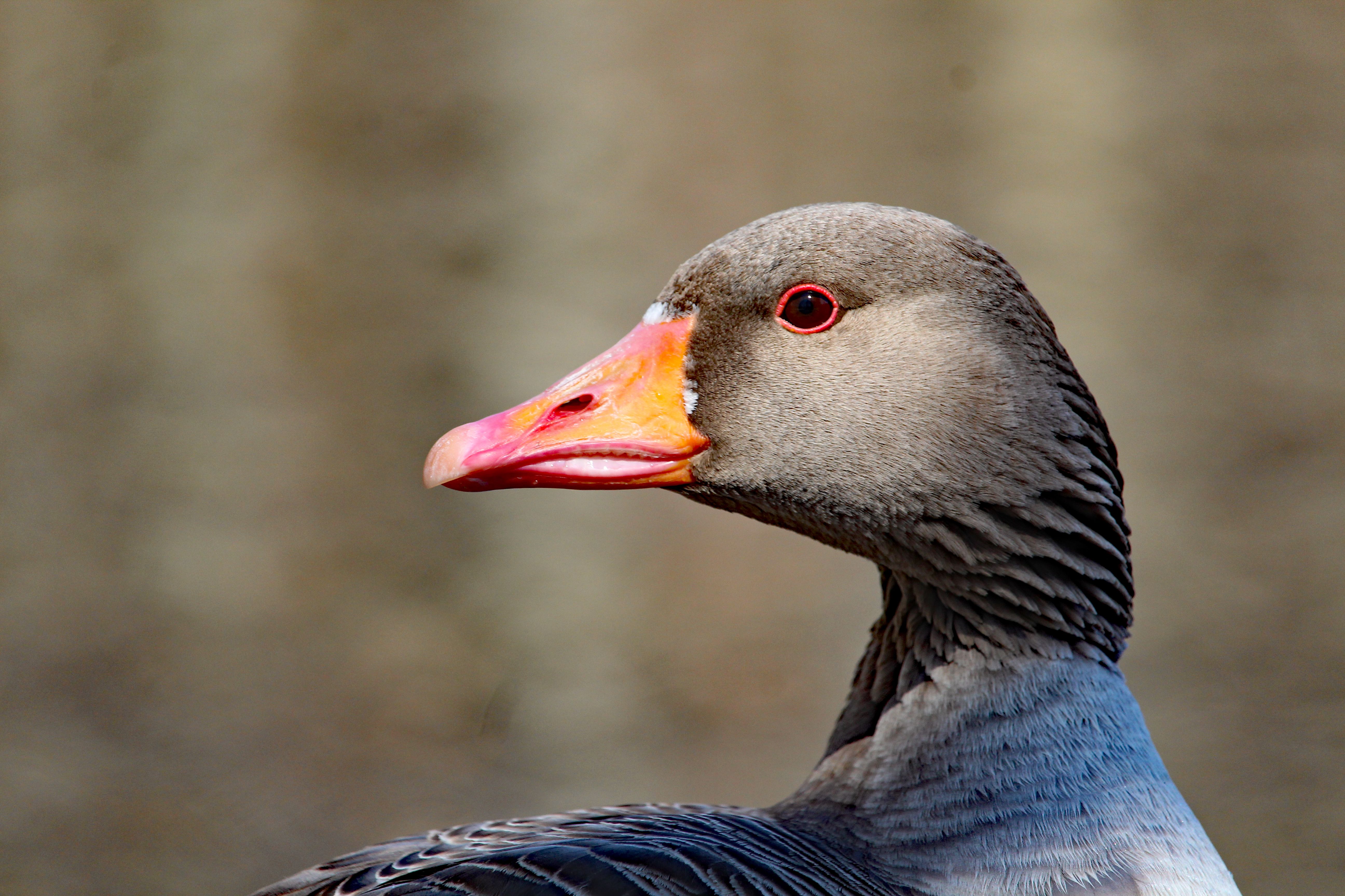 Close-up Portrait of a Greylag Goose · Free Stock Photo
