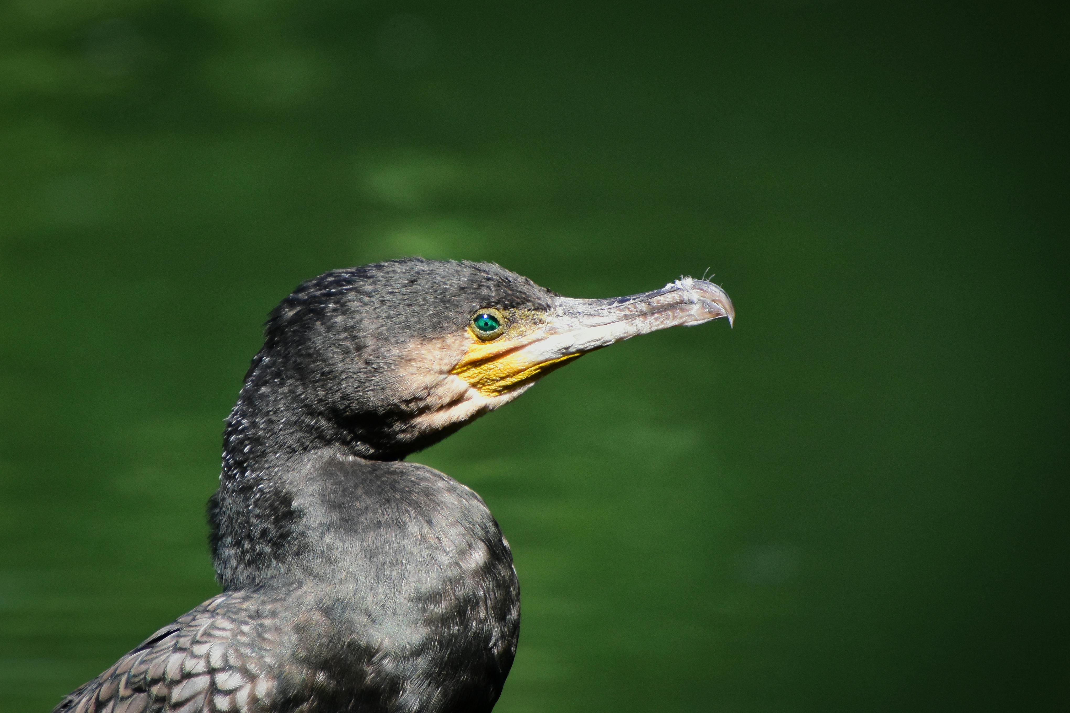 Sparrow Bird Close-up Photography · Free Stock Photo
