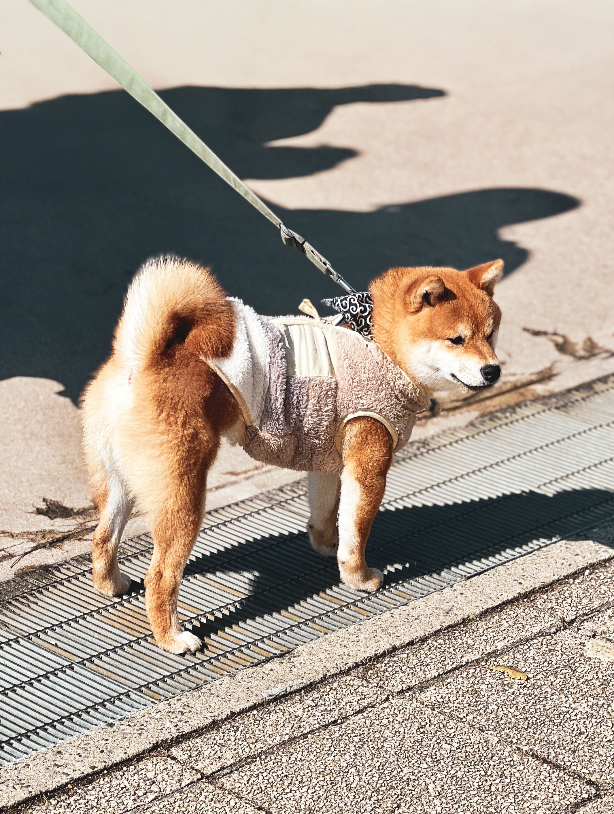Shiba Inu Dog Walking on Sunny Day in Japan · Free Stock Photo