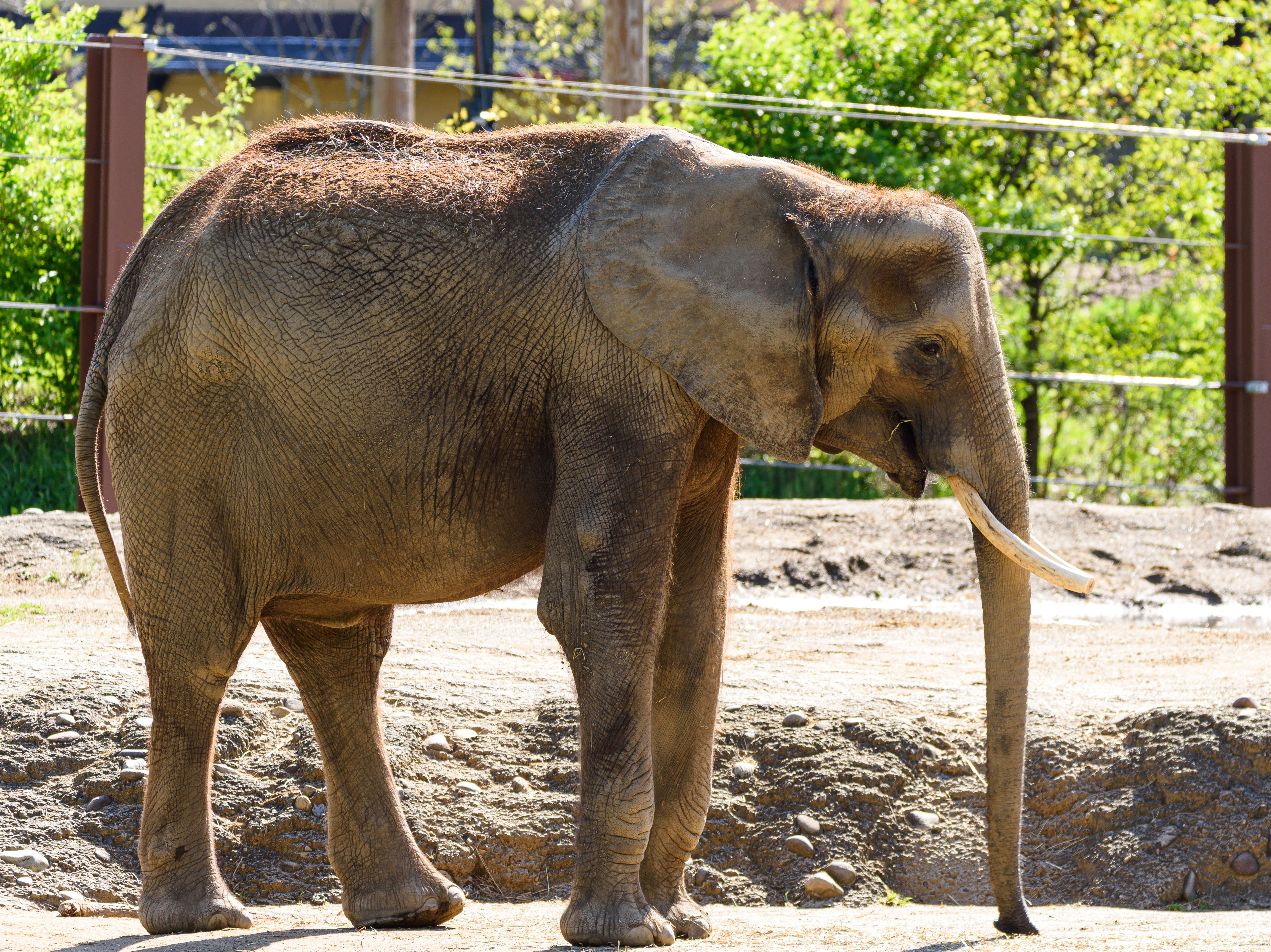 Elefante Africano En El Hábitat Al Aire Libre Del Zoológico De ...