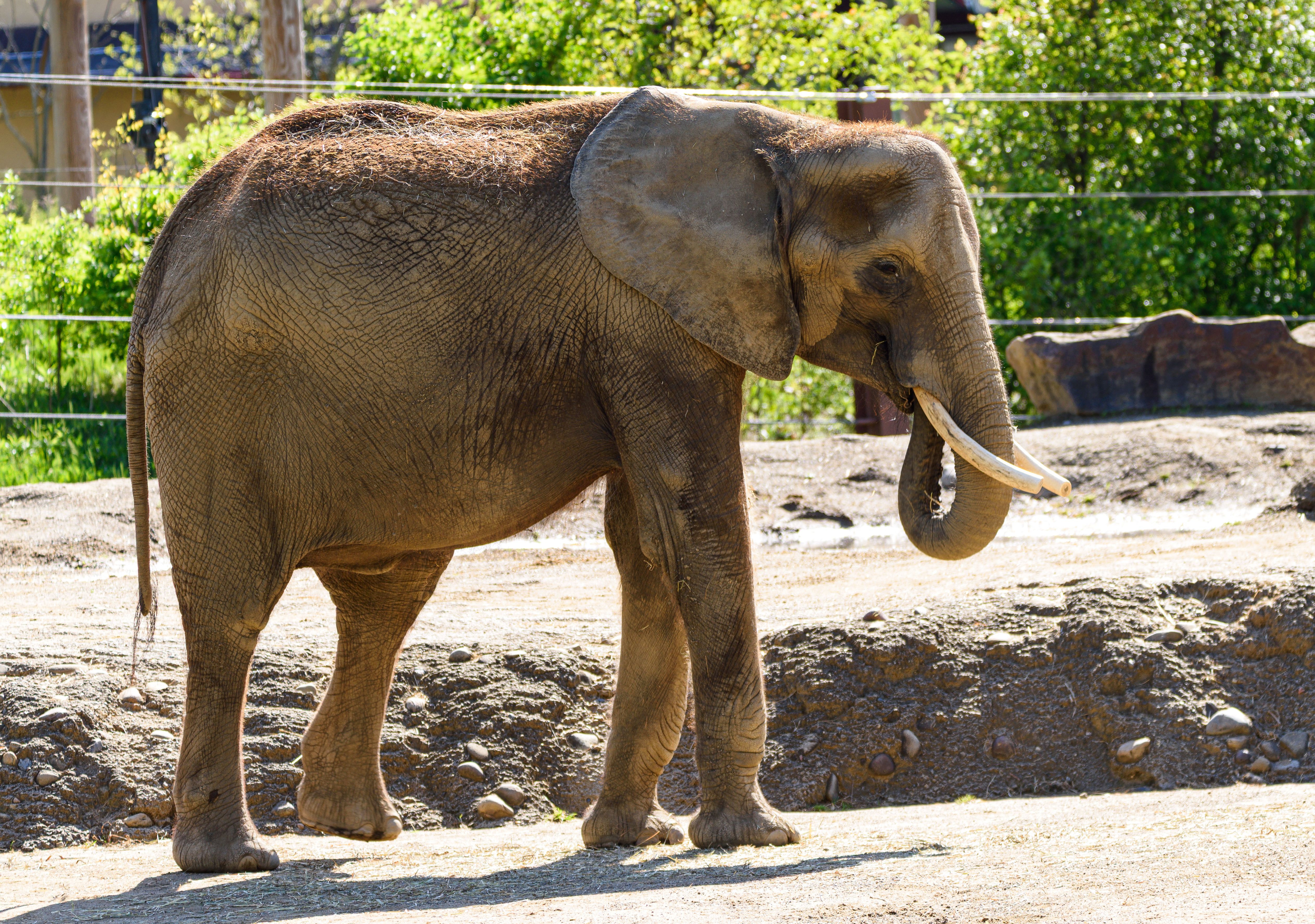 Zoo Areas Photos, Download The BEST Free Zoo Areas Stock Photos & HD Images