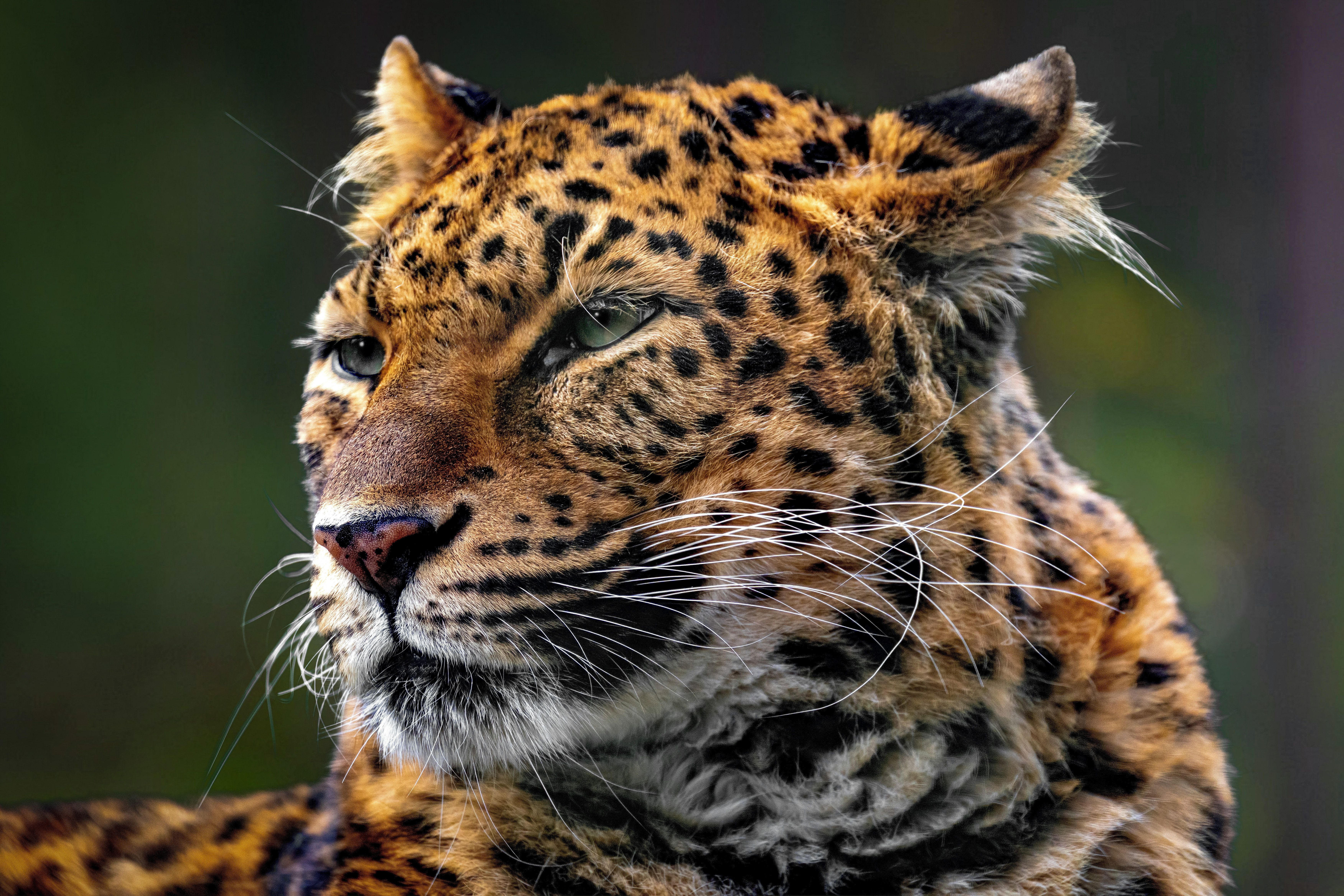 Majestuoso Retrato De Leopardo En Su Hábitat Natural · Foto de stock ...