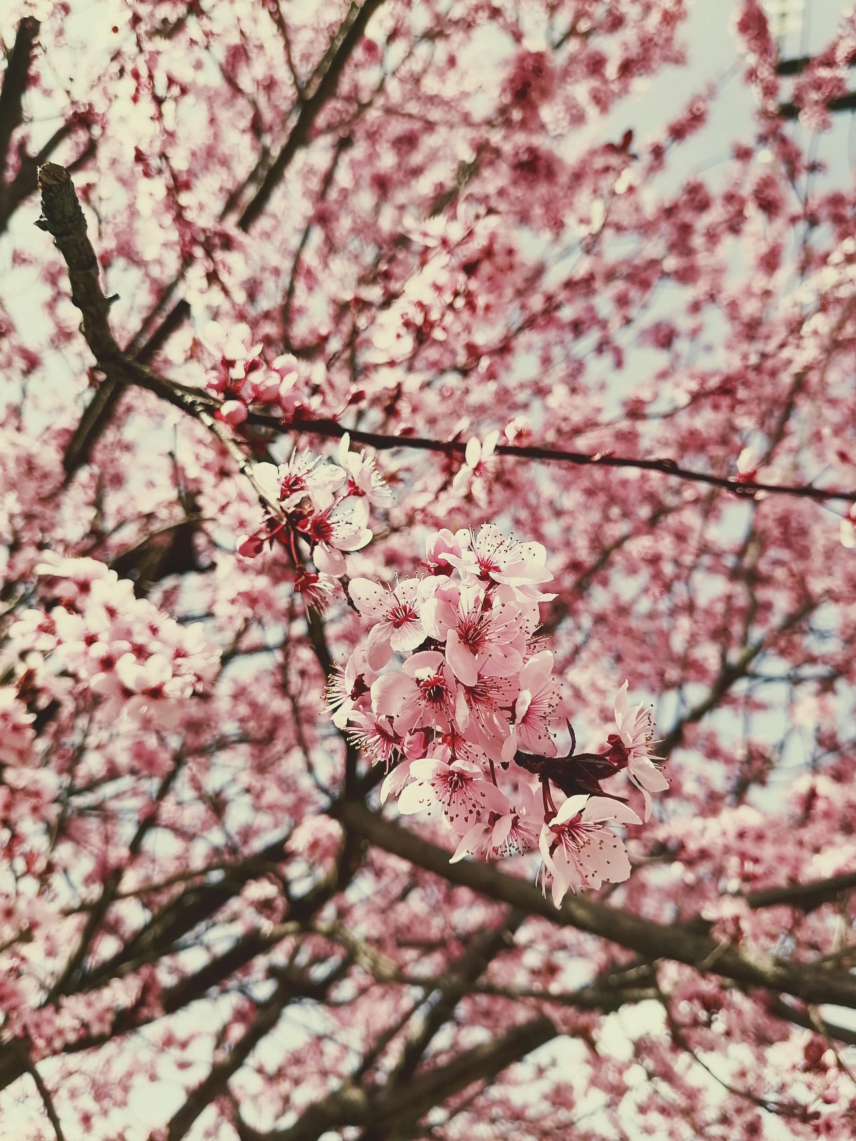 Pink Flower Aesthetic Photos, Download The BEST Free Pink Flower ...