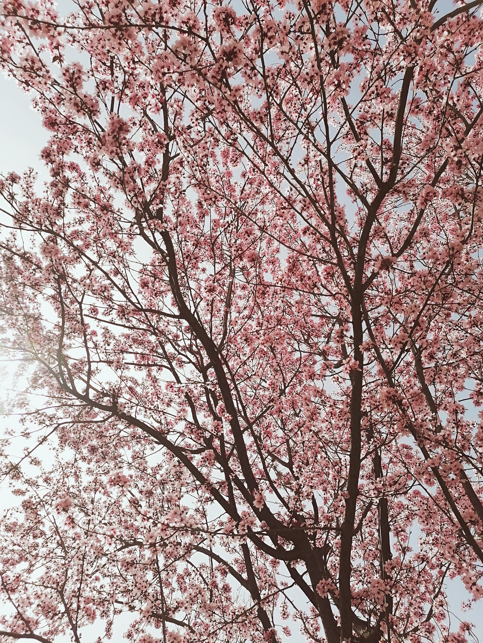 Sakura Tree Wallpaper Photos, Download The BEST Free Sakura Tree ...