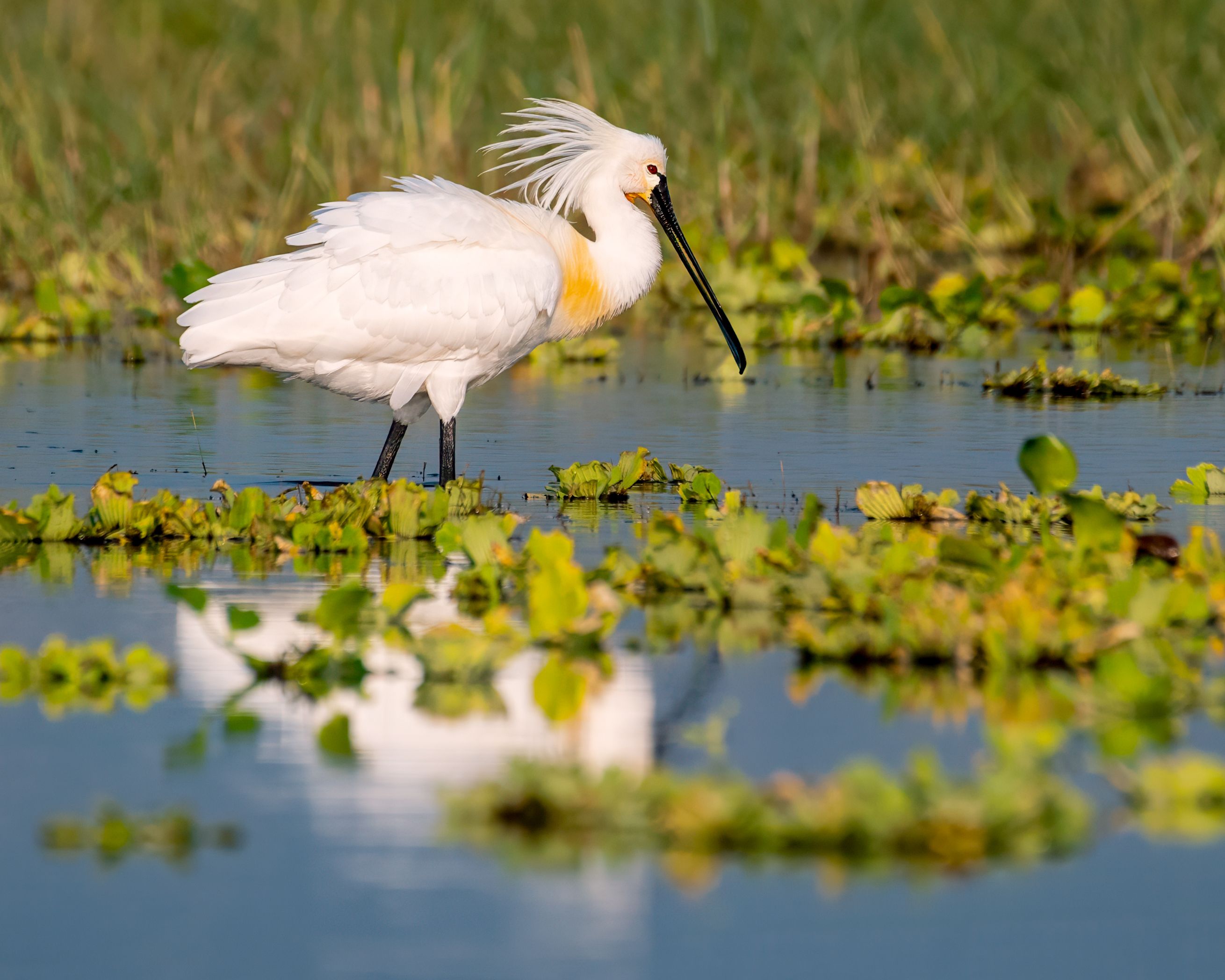 Species Hipokampus Photos, Download The BEST Free Species Hipokampus ...