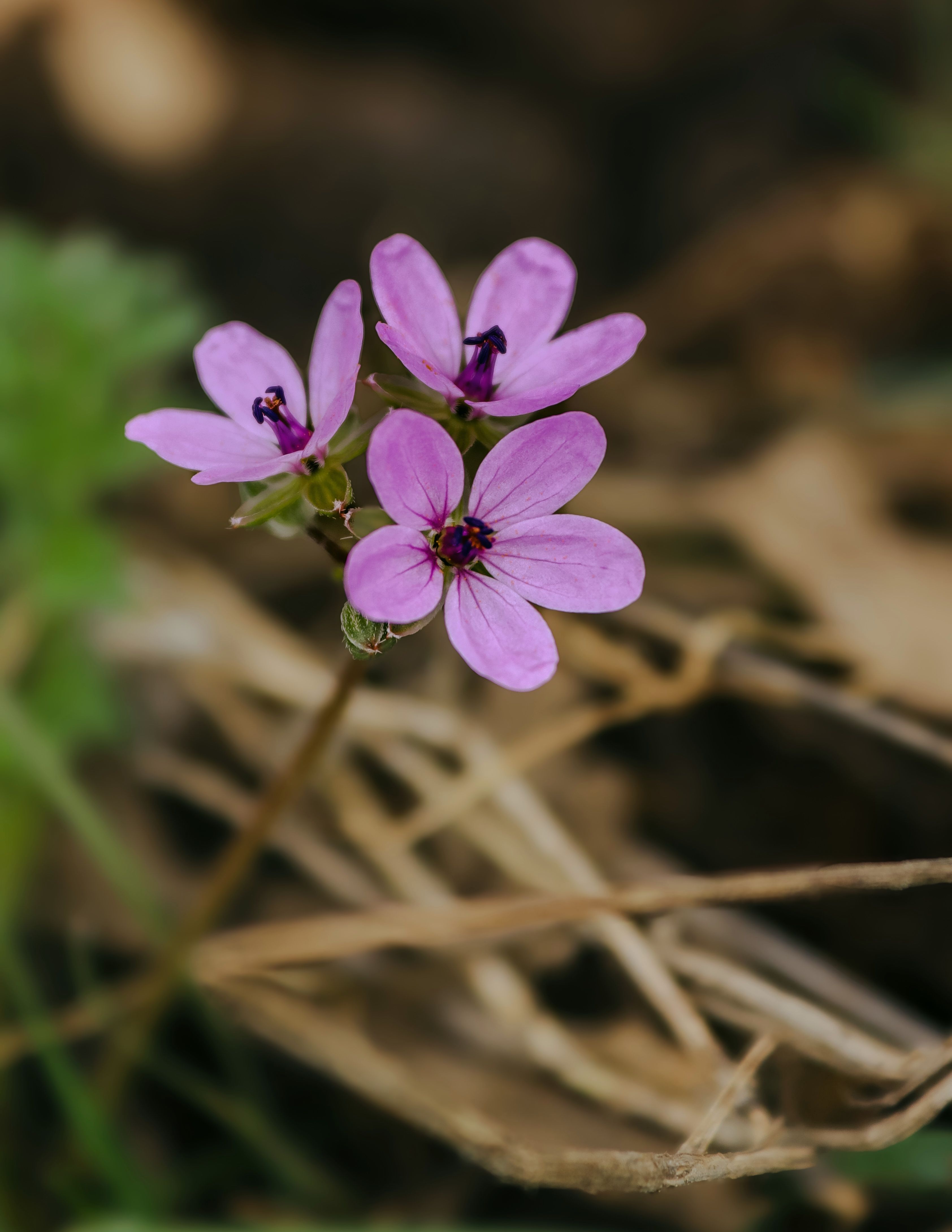 Close-Up of Pink Wildflowers in Natural Setting · Free Stock Photo