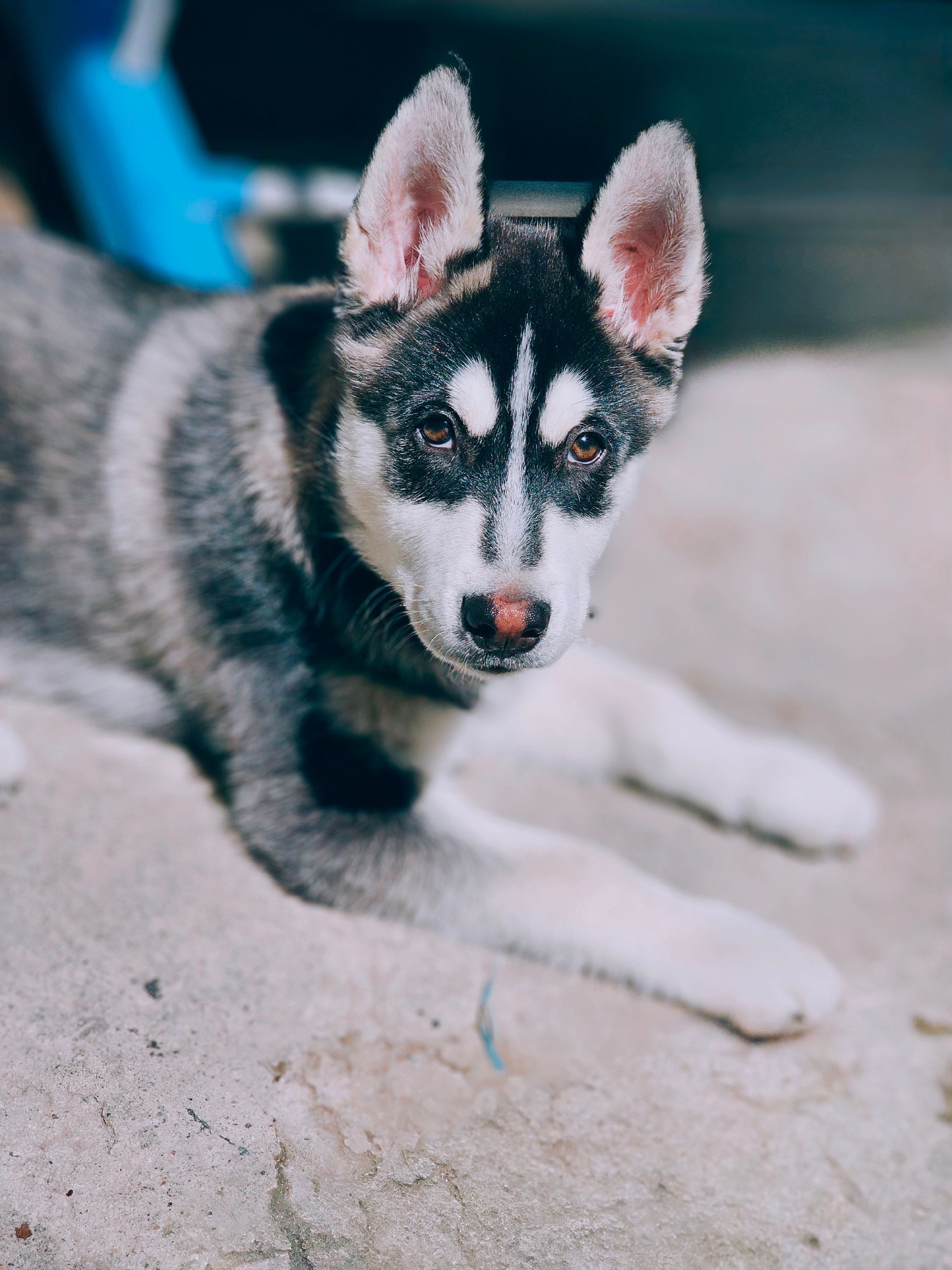 Photo Of Siberian Husky Puppy · Free Stock Photo