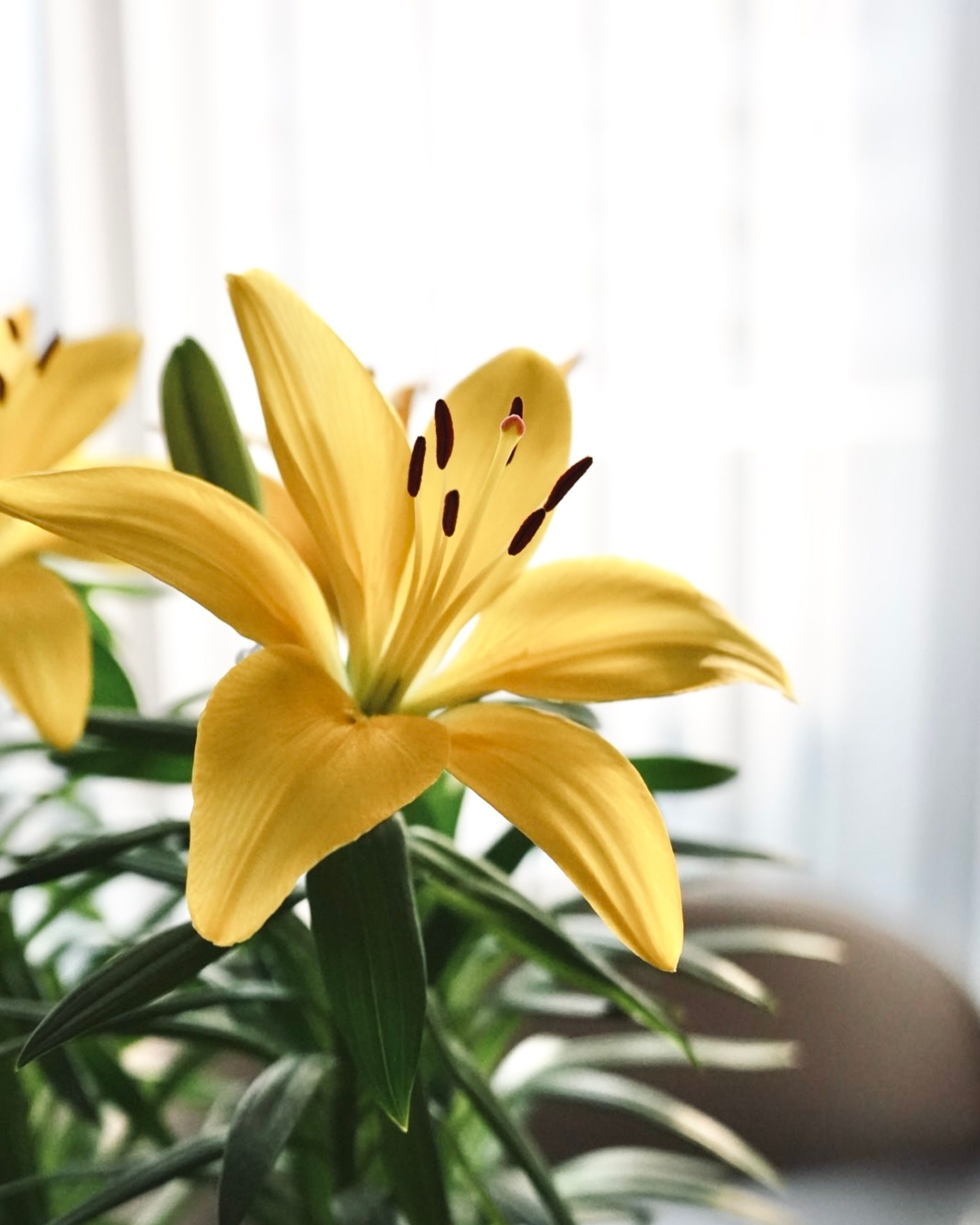 Bright Yellow Lilies in Soft Natural Light · Free Stock Photo