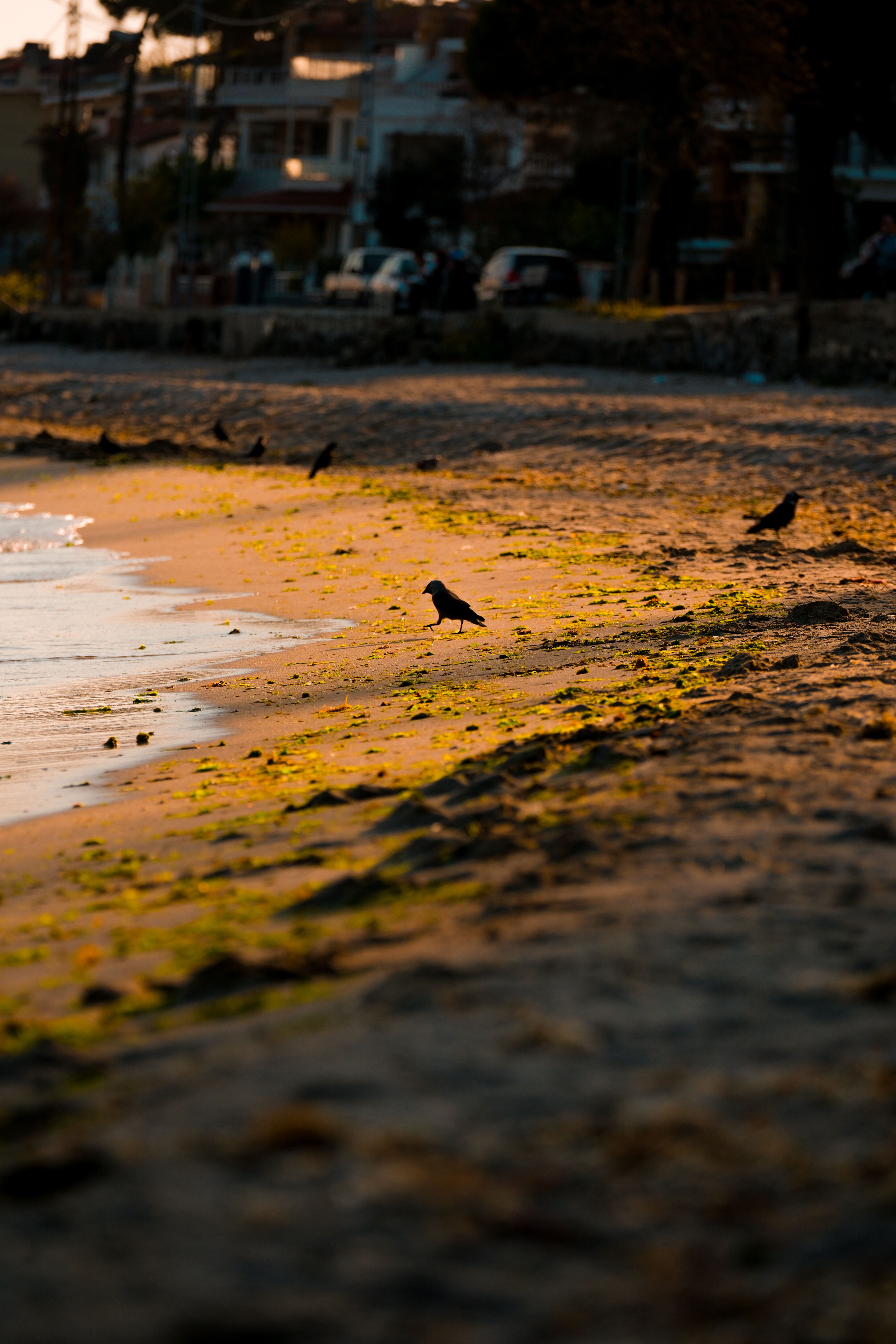Crows on a Sunlit Sandy Beach at Twilight · Free Stock Photo