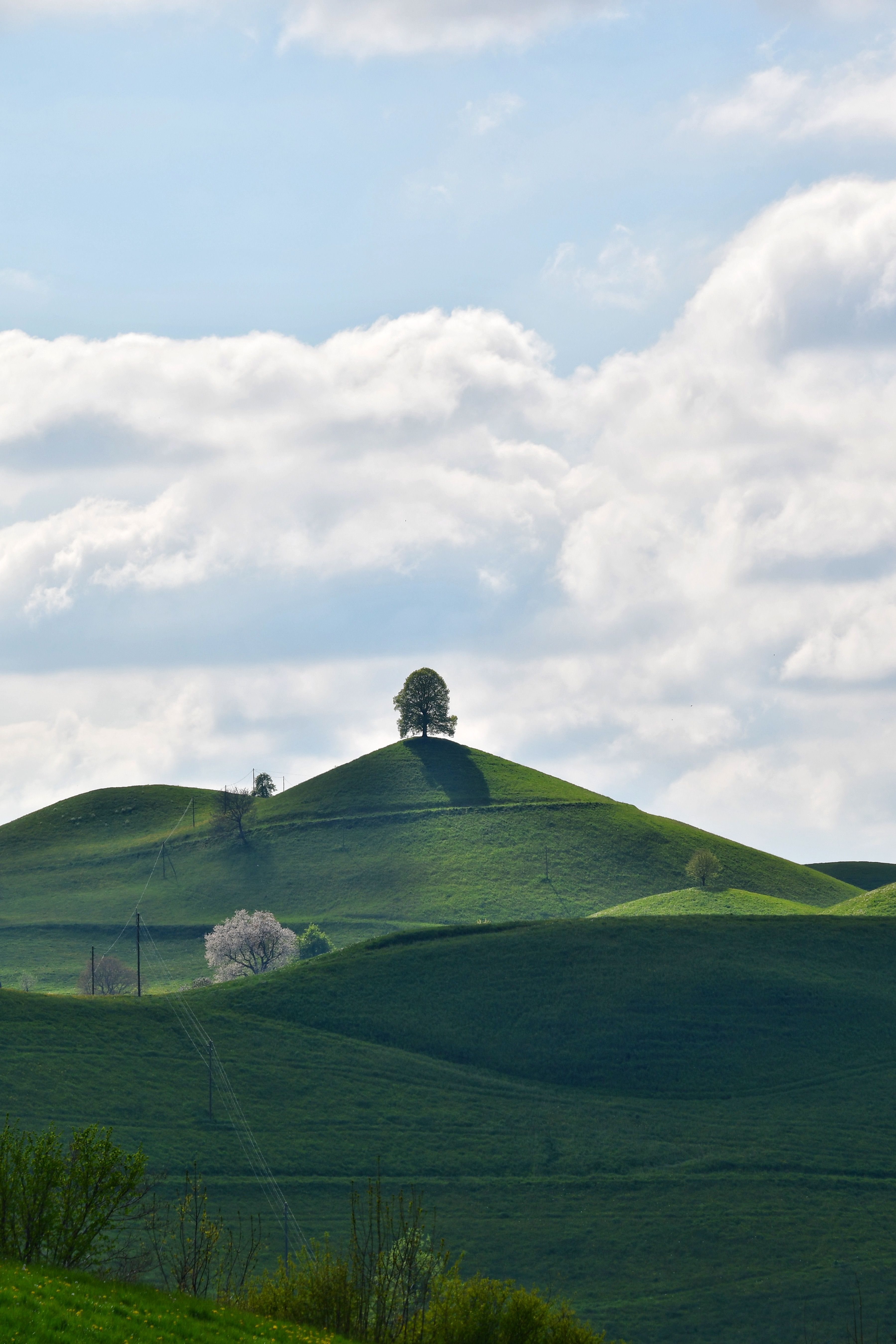 Nature Tree Photos, Download The BEST Free Nature Tree Stock Photos ...