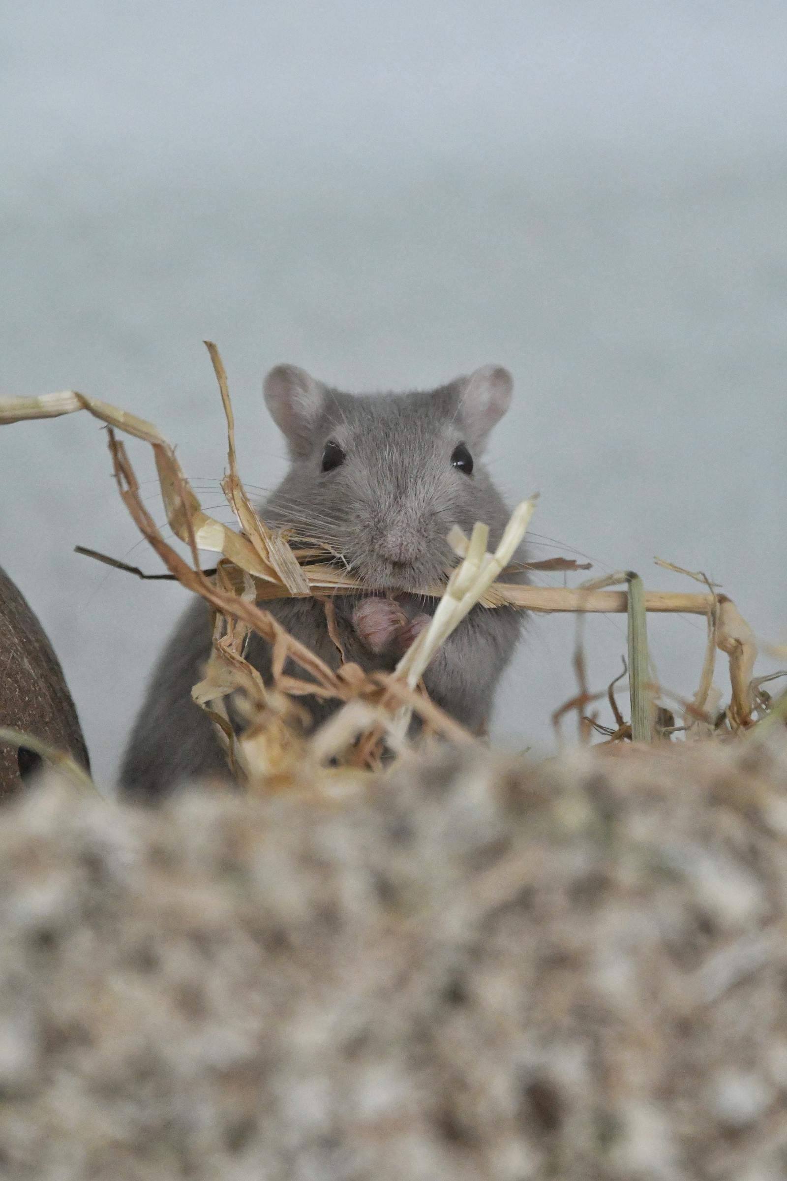 Nastia Mouse Photos, Download The BEST Free Nastia Mouse Stock Photos ...