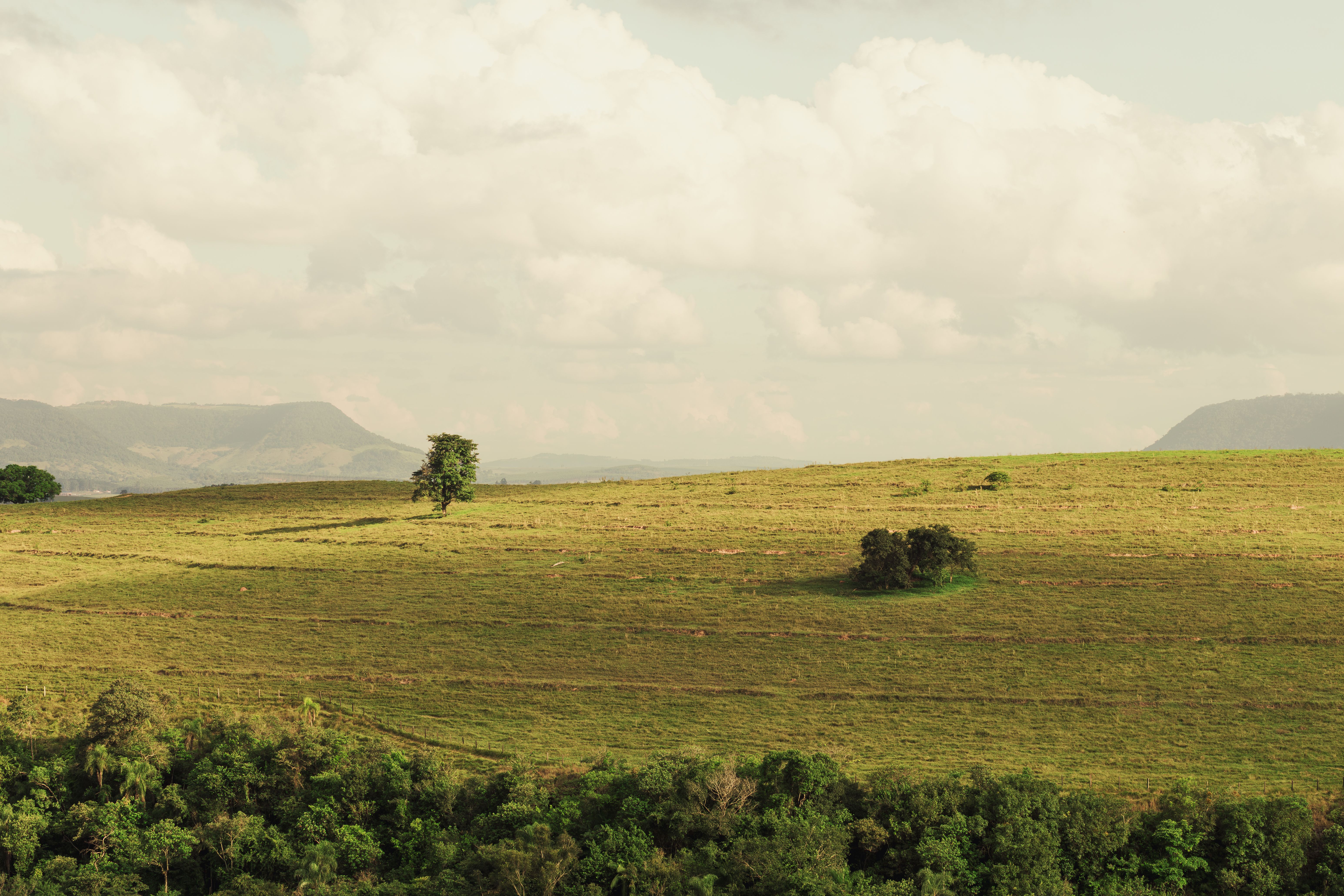 Serene Landscape with Open Fields and Trees · Free Stock Photo
