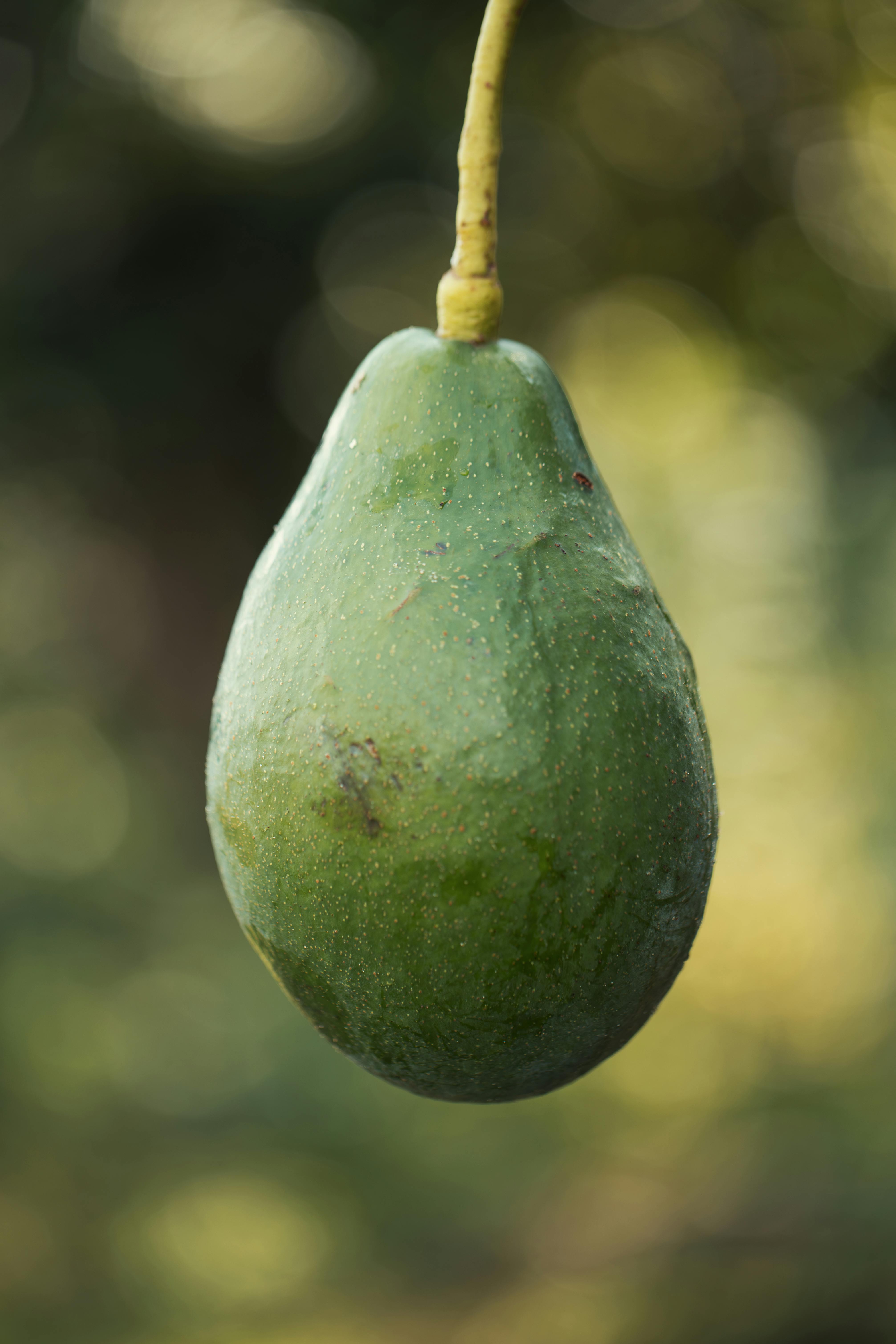 Single Mango Photos, Download The BEST Free Single Mango Stock Photos ...