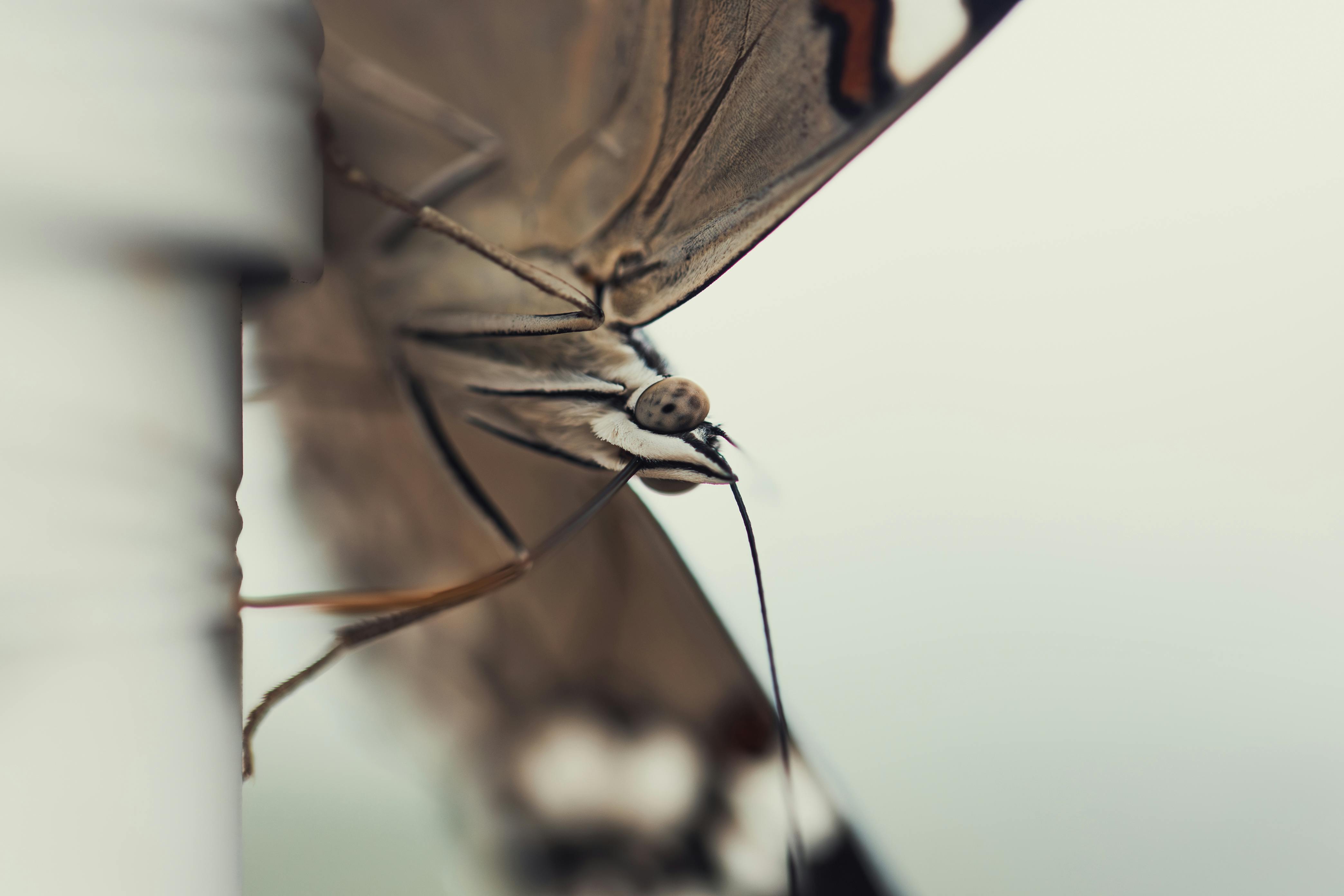 2 Butterfly on Plant Steam · Free Stock Photo