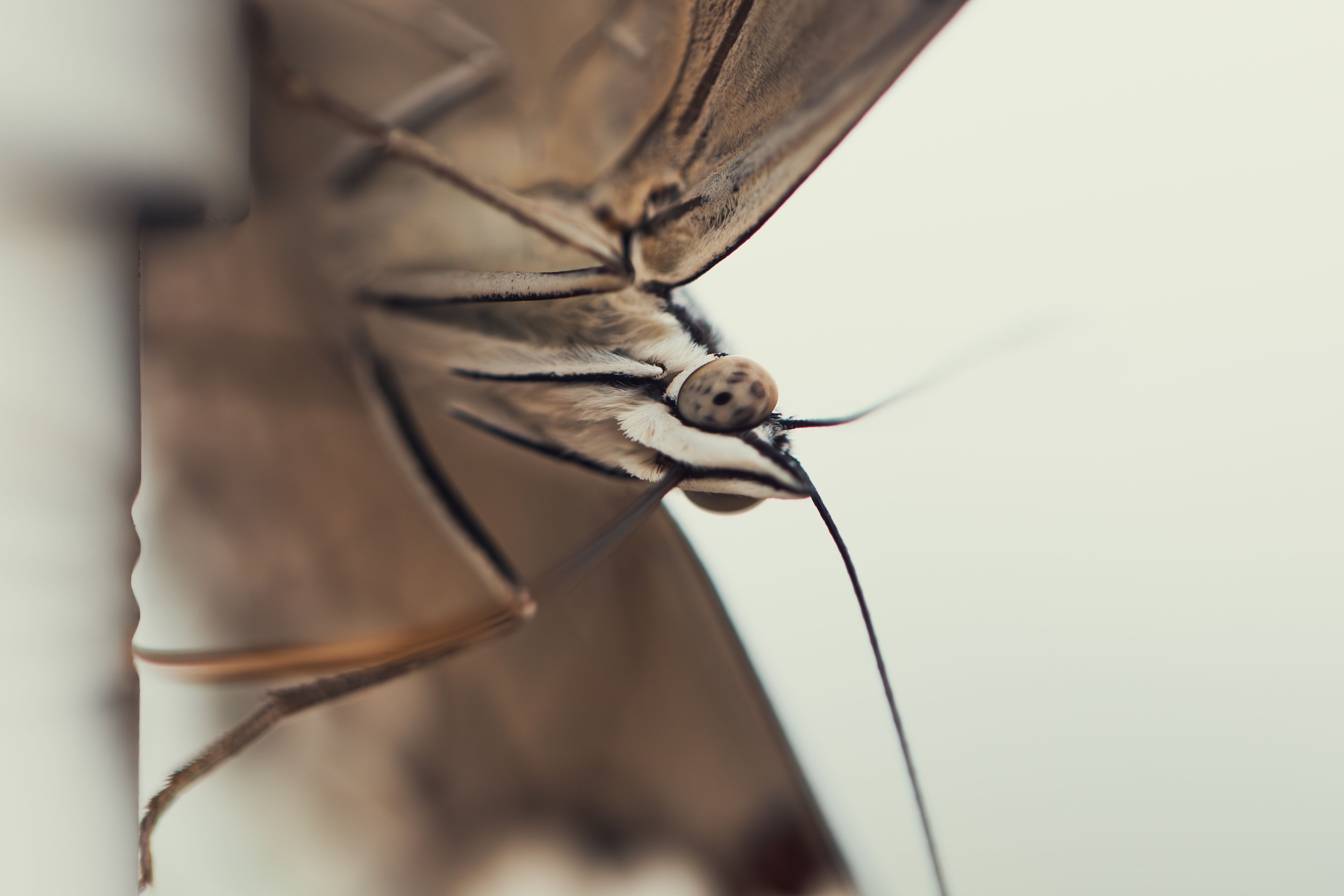 Moth Face Photos, Download The BEST Free Moth Face Stock Photos & HD Images