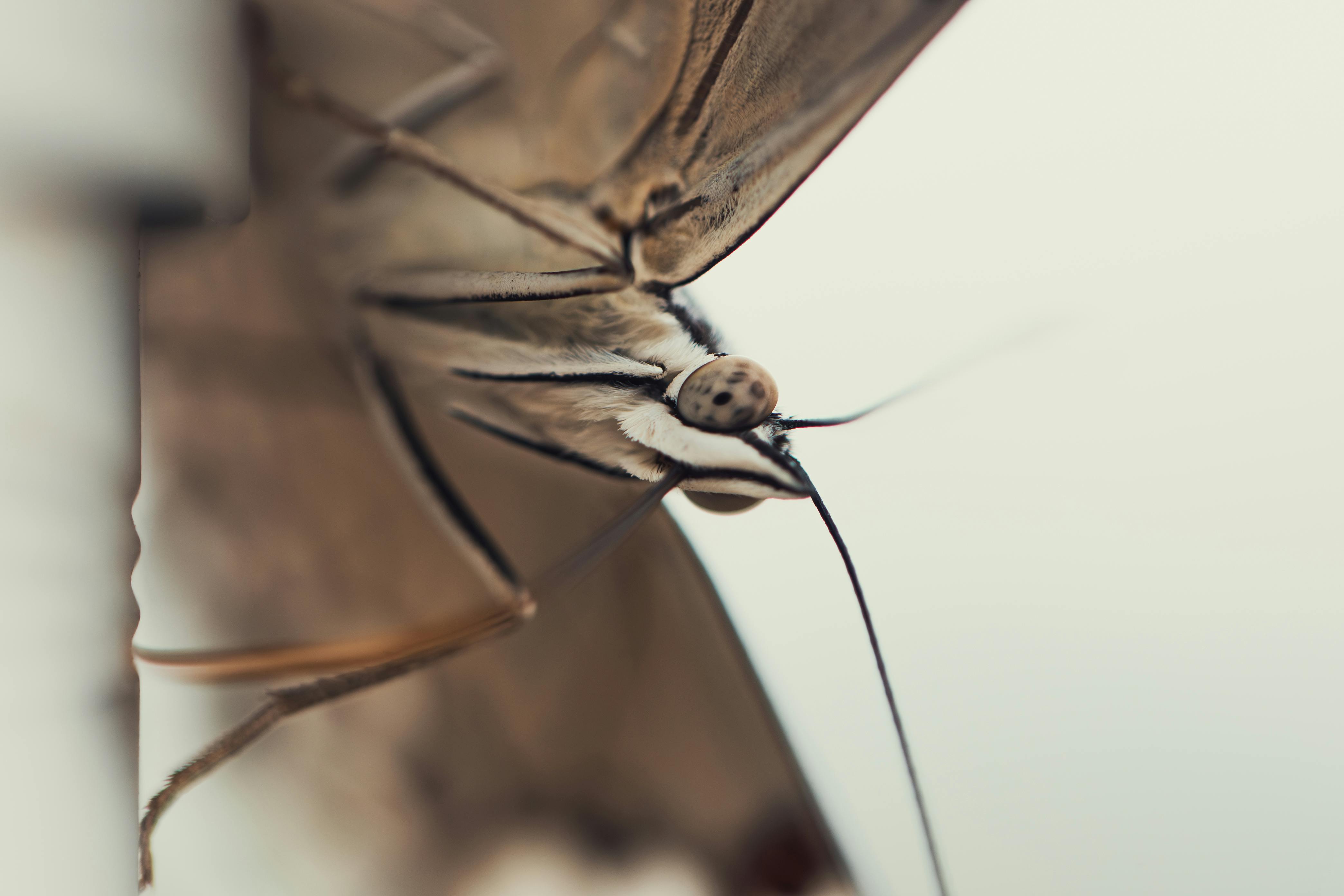 Close-Up of Moth Macro Photography · Free Stock Photo