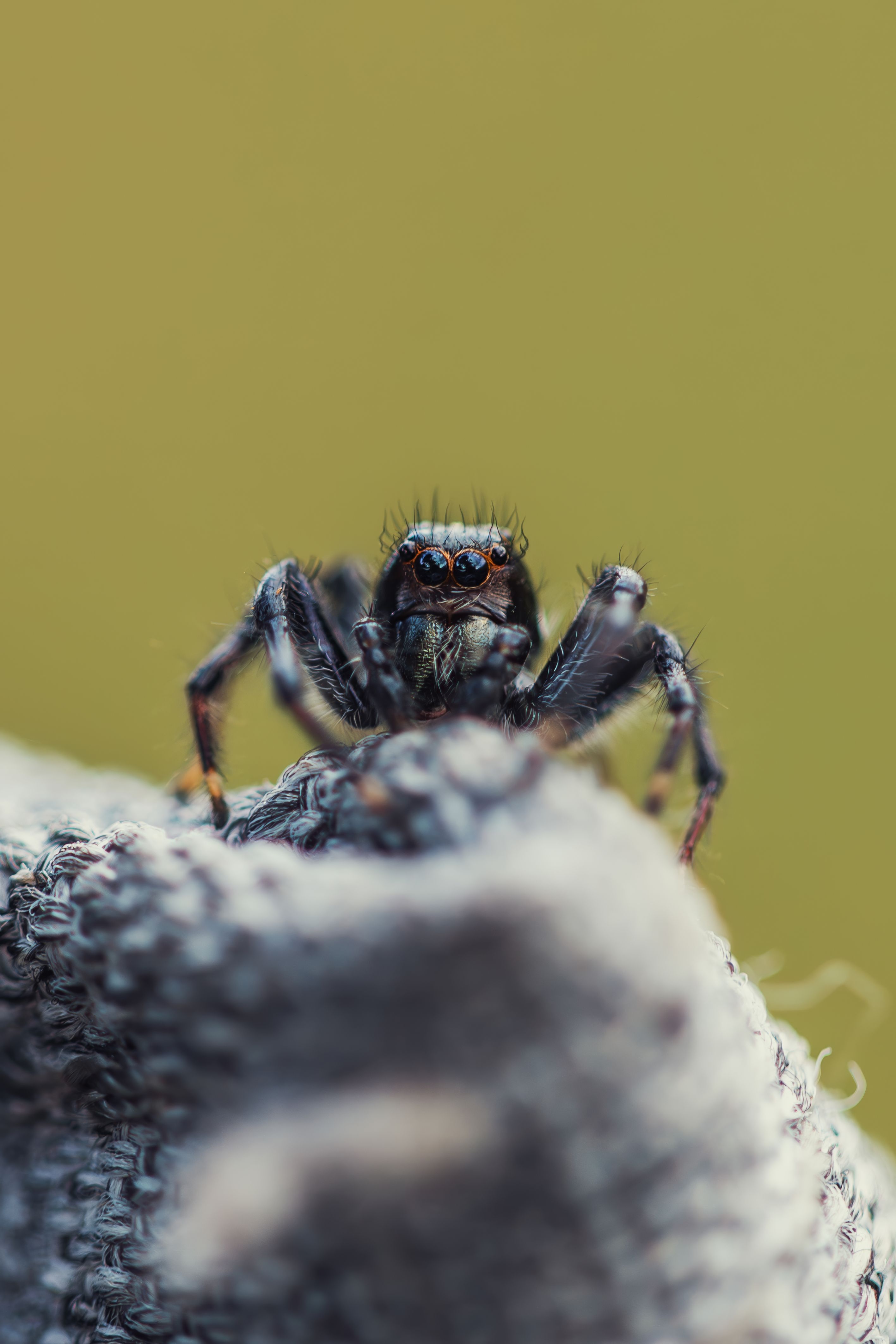 Spider Pose Photos, Download The BEST Free Spider Pose Stock Photos ...