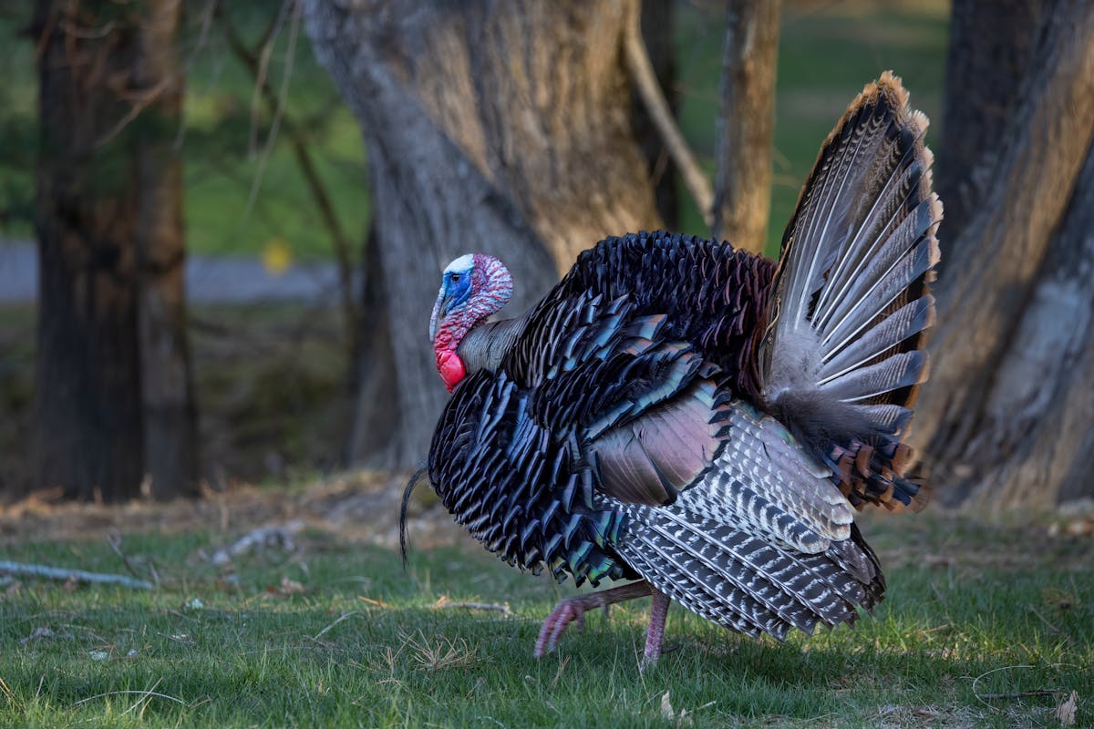 Florida Wild Turkey: Habitat, Diet, and Hunting Regulations